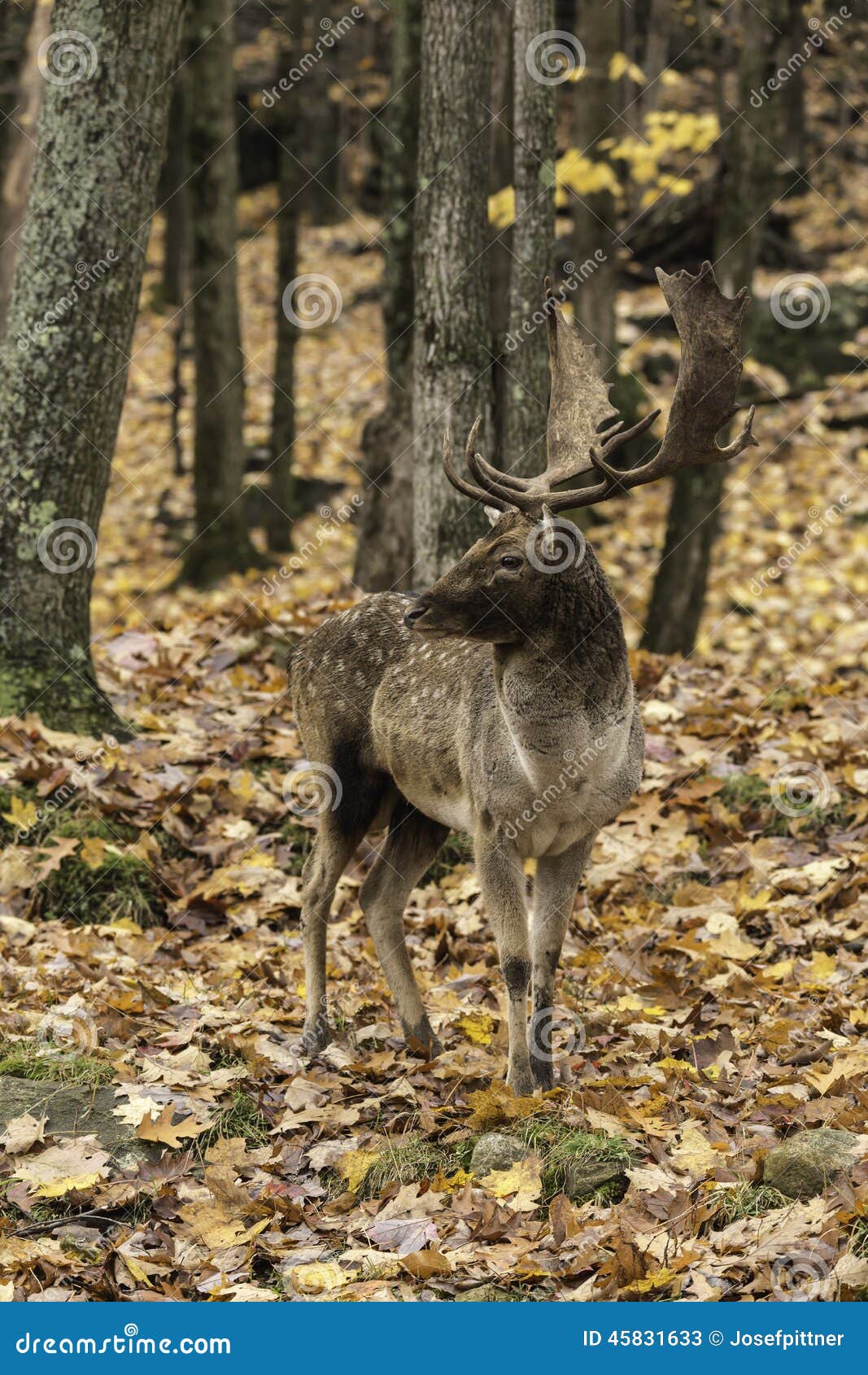 Large deer in the woods stock image. Image of fawn, horns - 45831633
