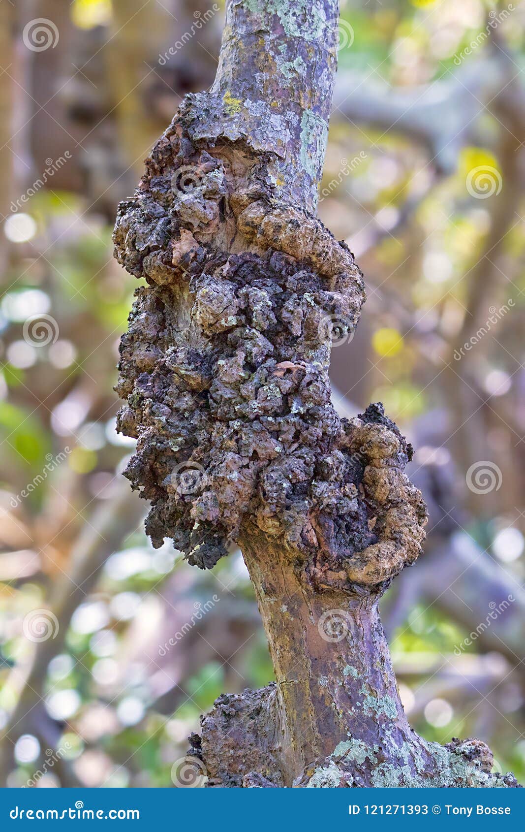 Tree Burl on a Tree Trunk stock image. Image of detailed - 121271393
