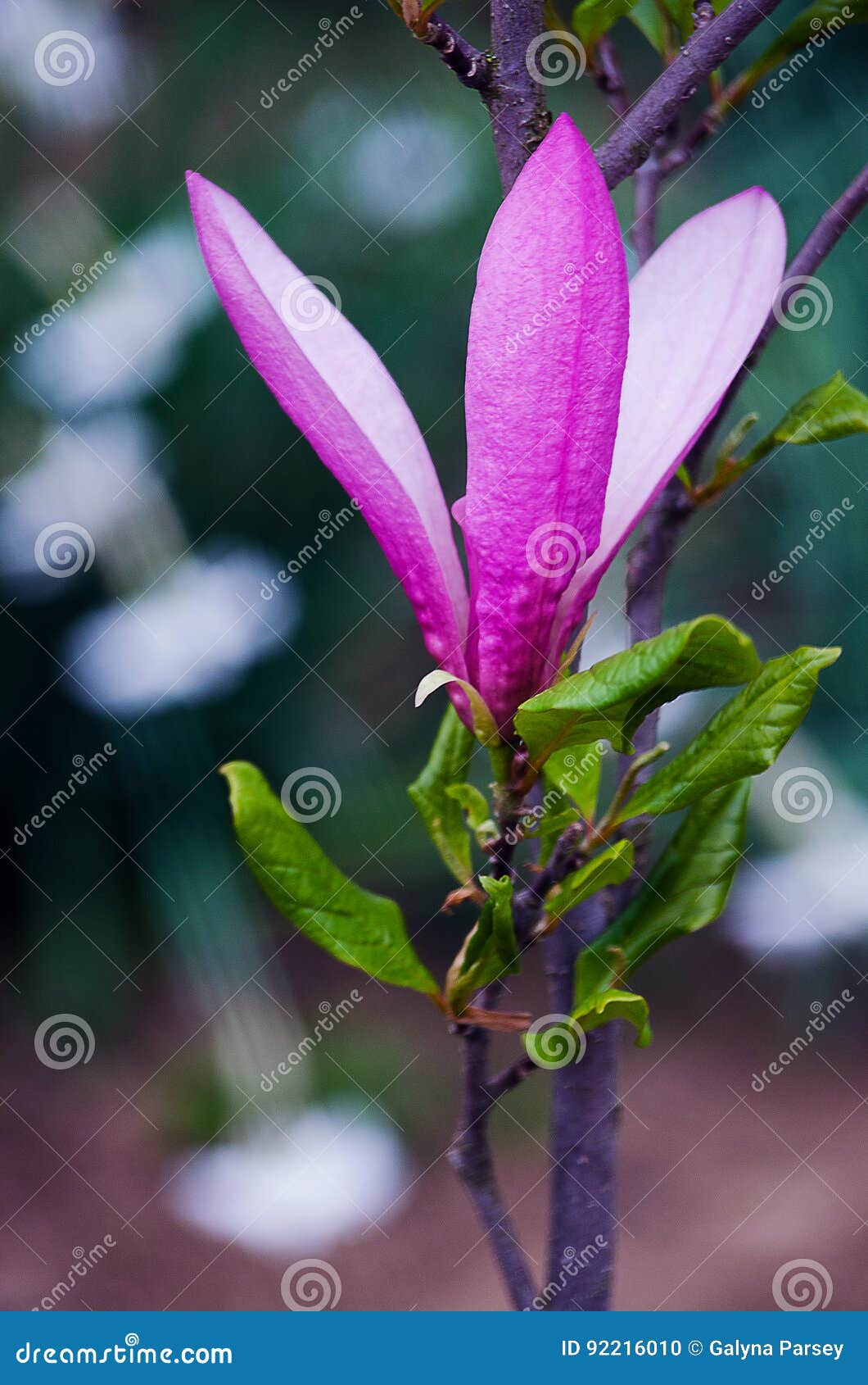 Large and Delicate Flowers Magnolia Stock Photo - Image of growth ...