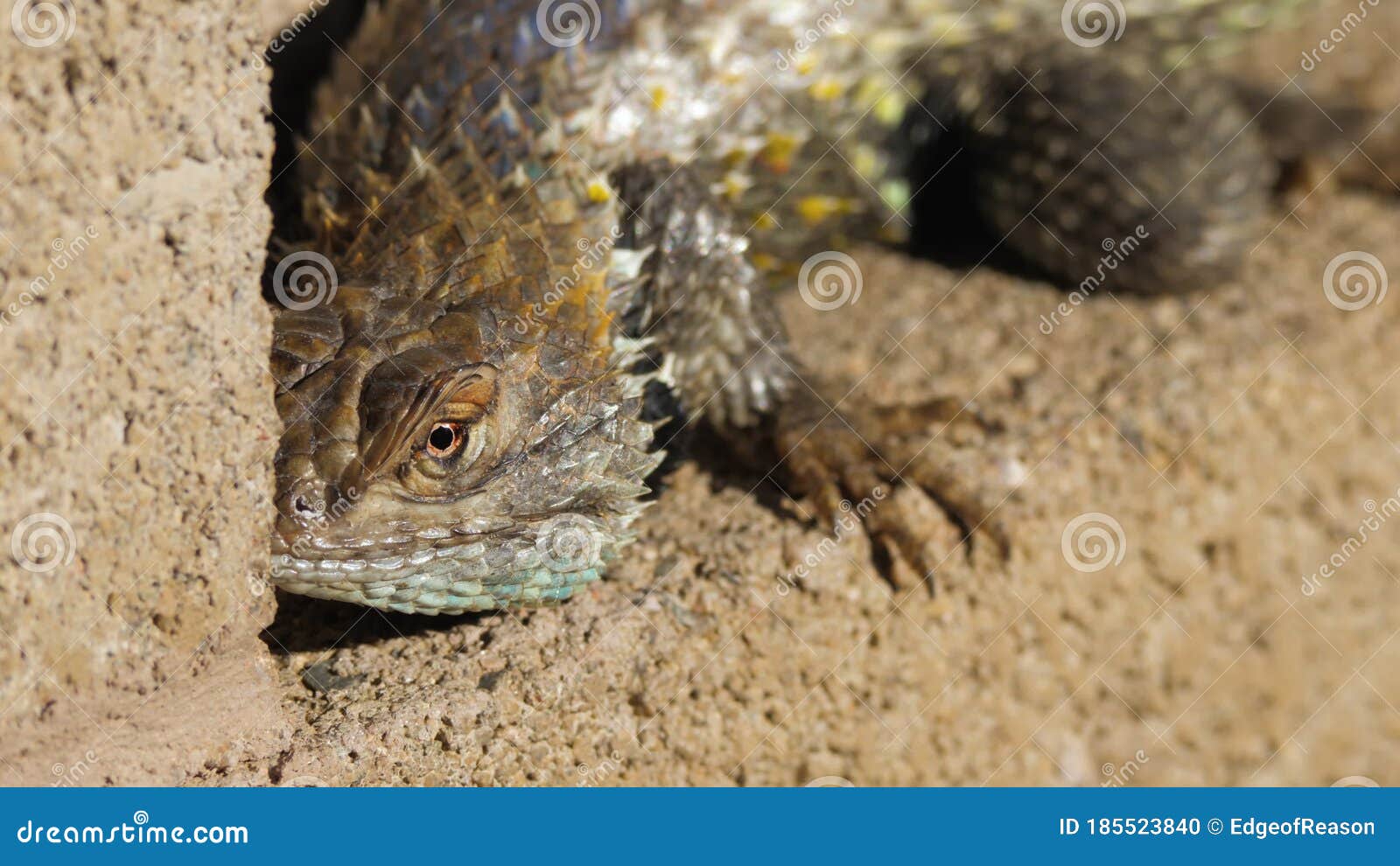 Large Desert Spiny Lizard Close-up Stock Footage - Video of contracting ...