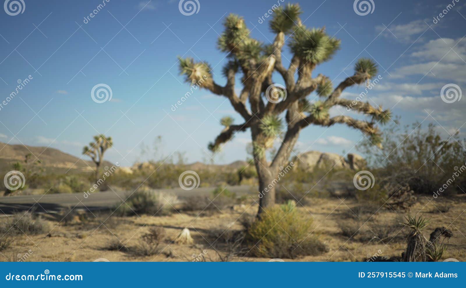 A Large Desert Tree Sits on the Side of a Highway for Green Screen ...