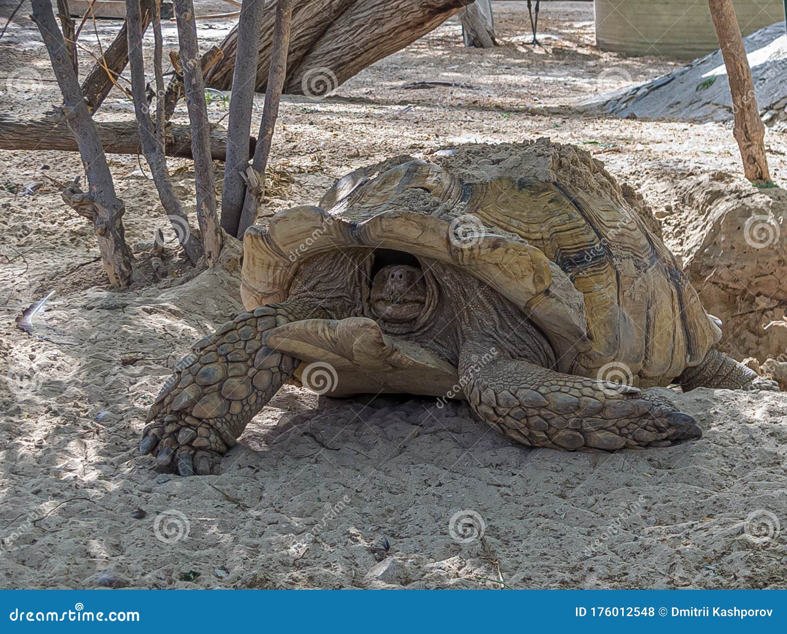 Large Desert Turtle Gopherus Agassizii Scaredly Pulled Its Head into ...