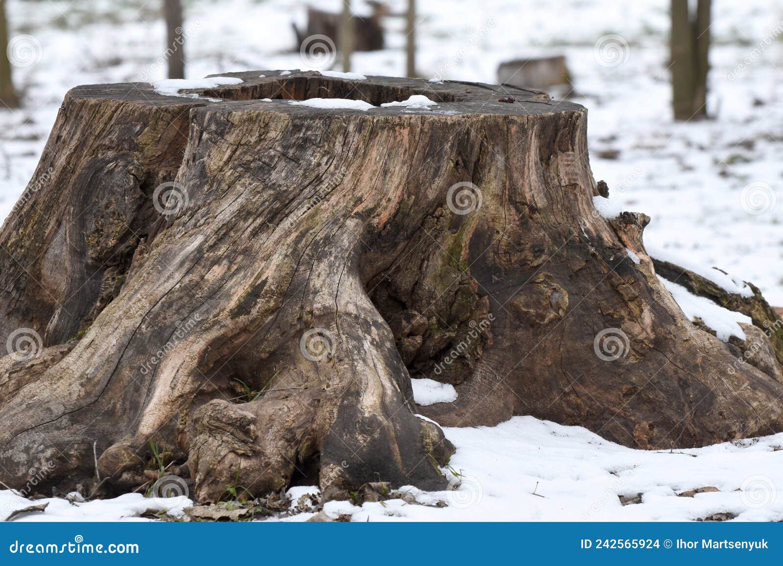 Large destroyed tree stump stock photo. Image of timber - 242565924