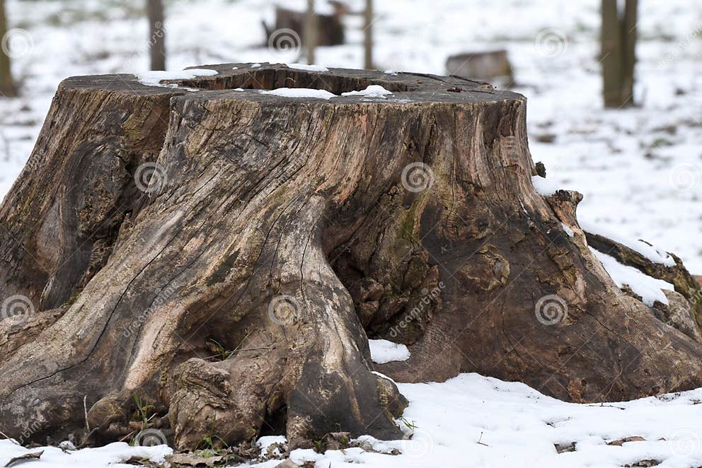 Large destroyed tree stump stock photo. Image of timber - 242565924