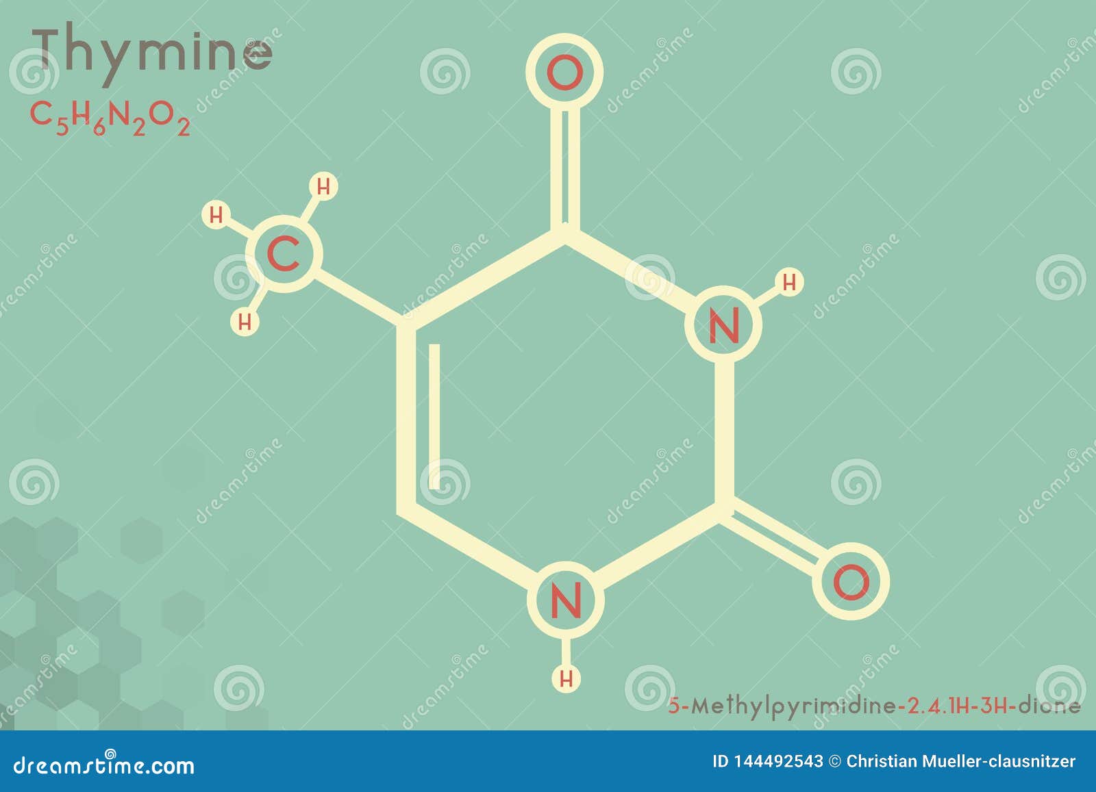 Infographic of the Molecule of Thymine Stock Vector - Illustration of ...