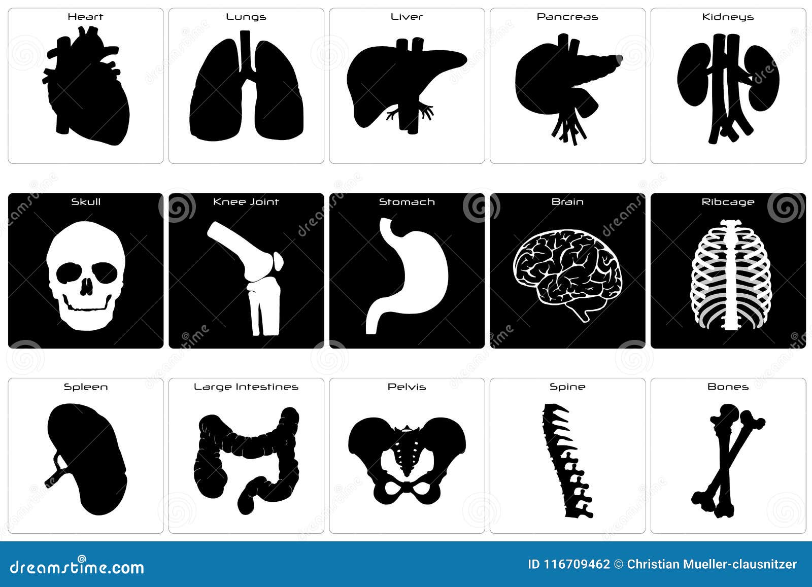 Icon Set of Different Organs Stock Vector - Illustration of brain ...