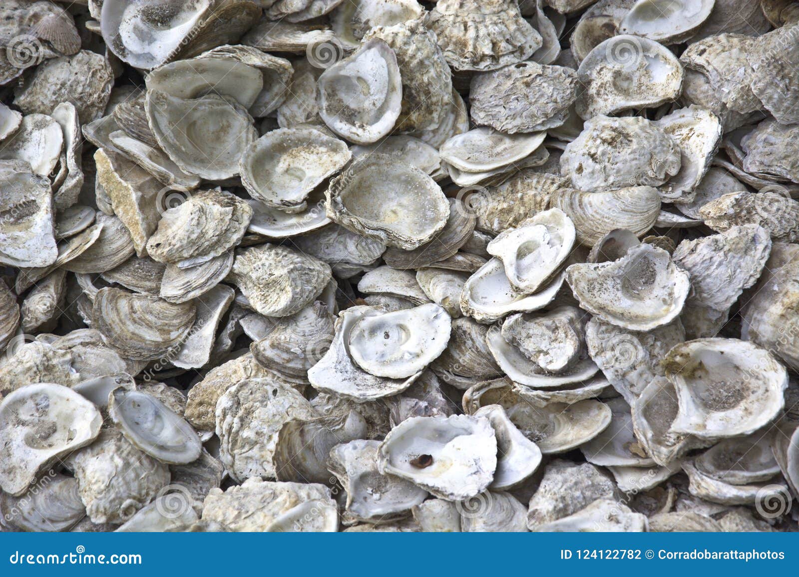 A Large Dinner of Oysters, of Which only the Shells Remain Stock Photo ...