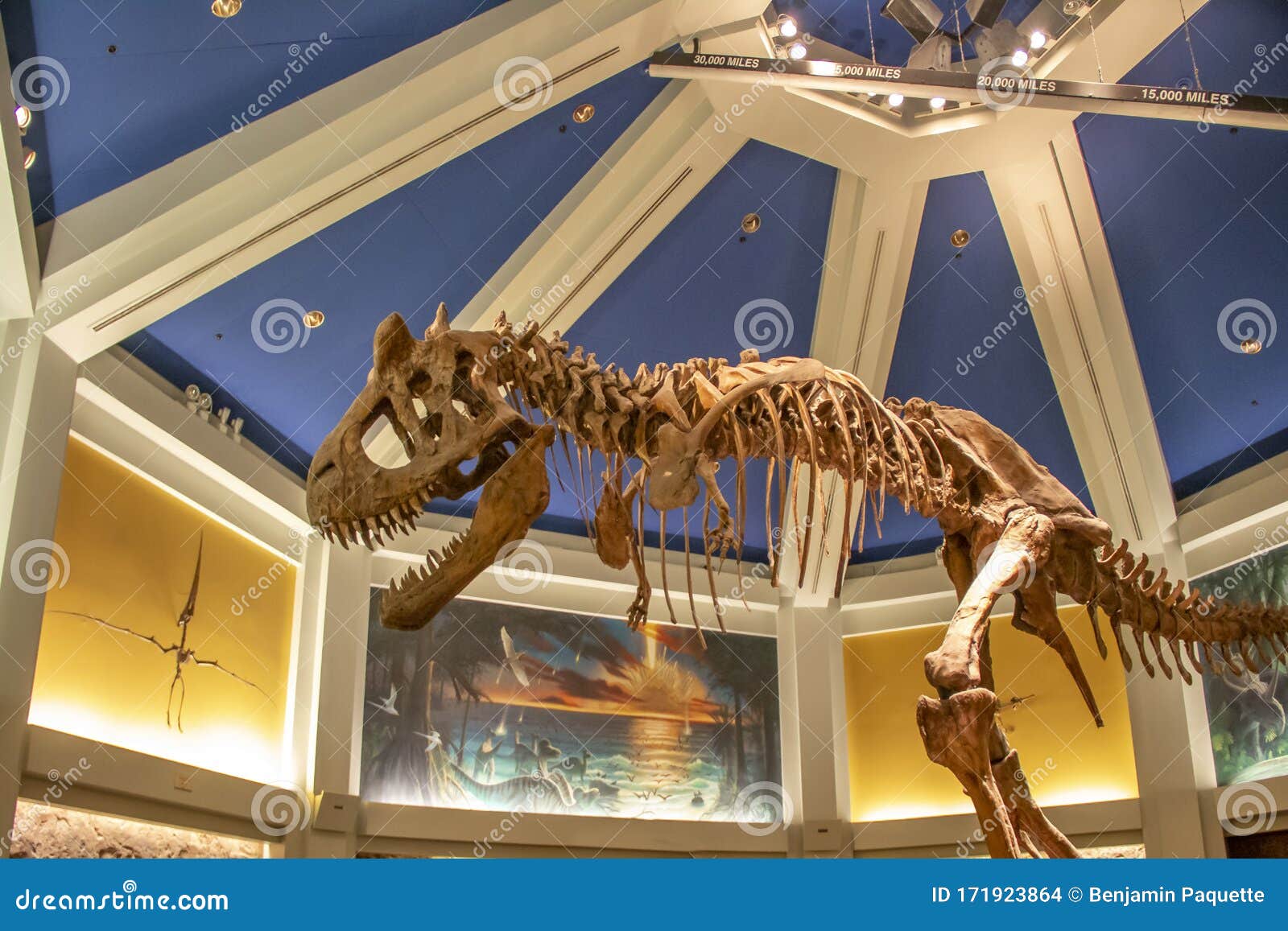 Large Dinosaur Skeleton on Display at a Museum Editorial Stock Image ...