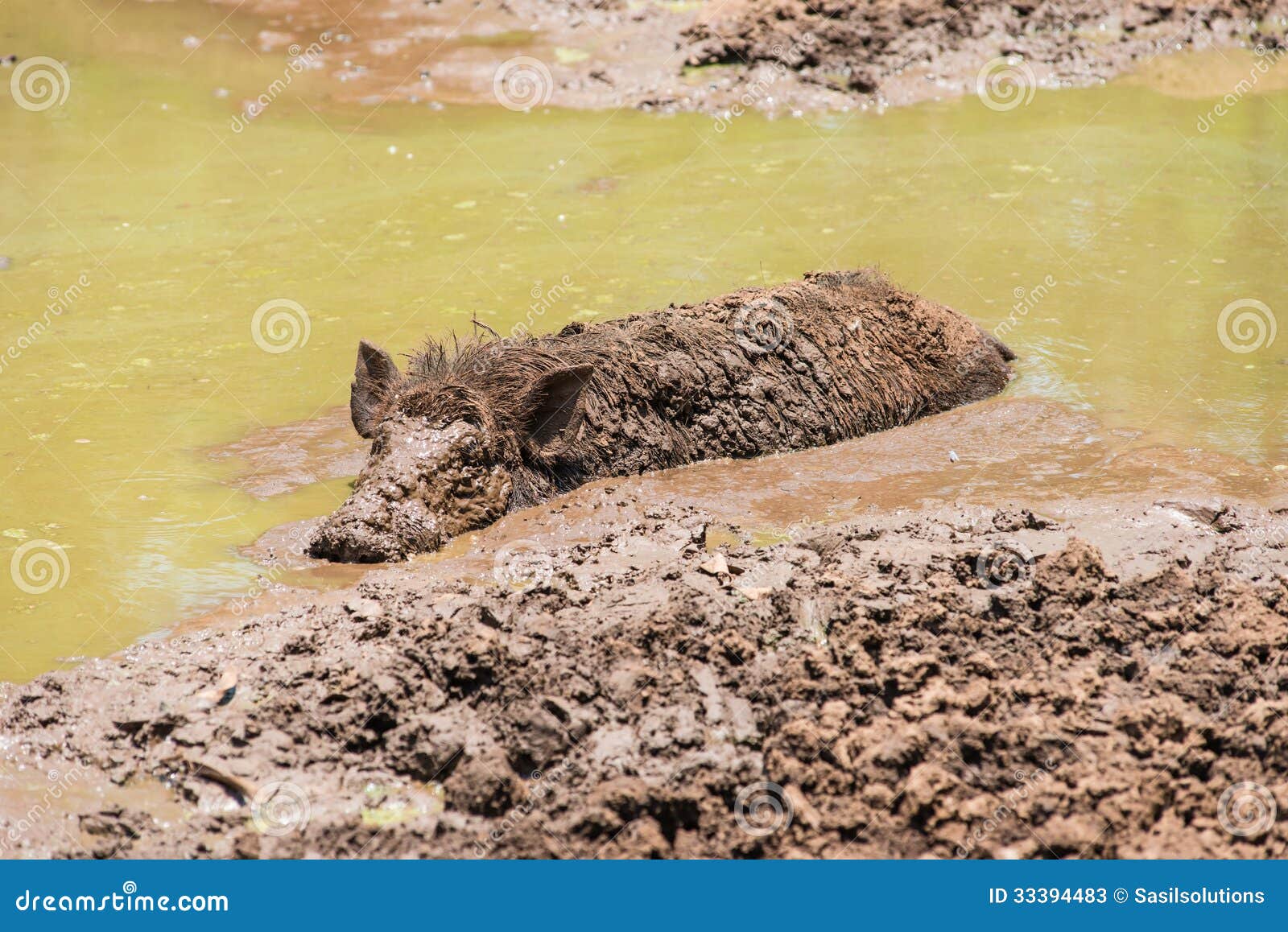 2,781 Pig Dirty Mud Stock Photos - Free & Royalty-Free Stock Photos ...