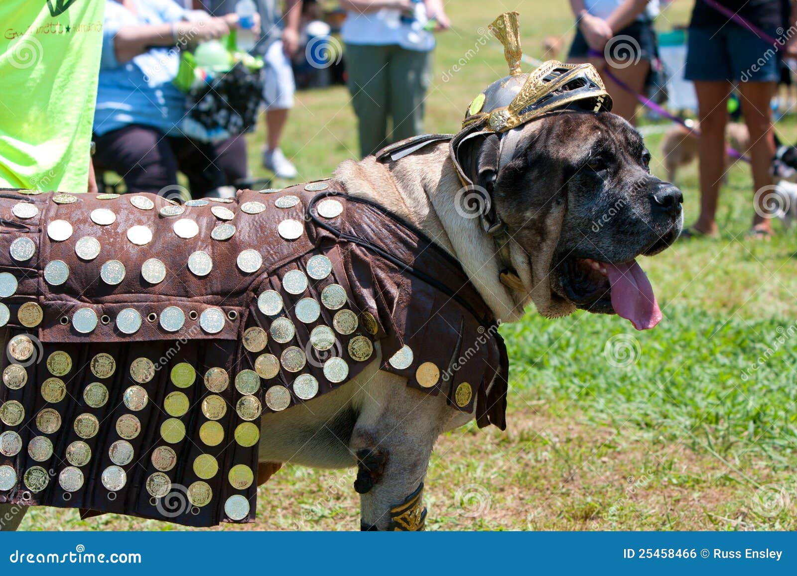 Did Romans Have Dogs As Pets