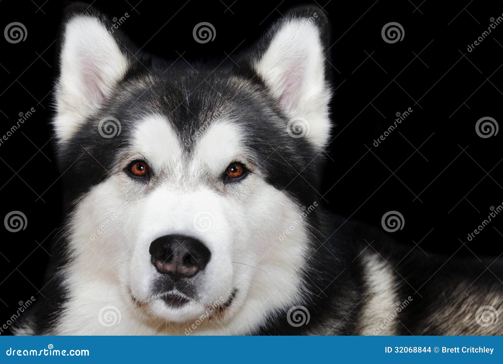 Large dog portrait stock photo. Image of powerful, ears - 32068844
