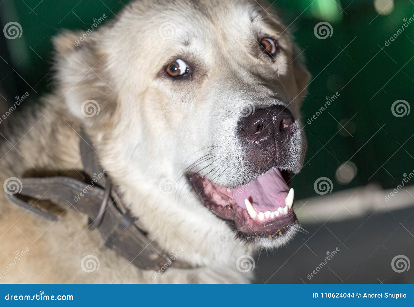 Large Dog Portrait in Nature Stock Photo - Image of outdoors, focus ...