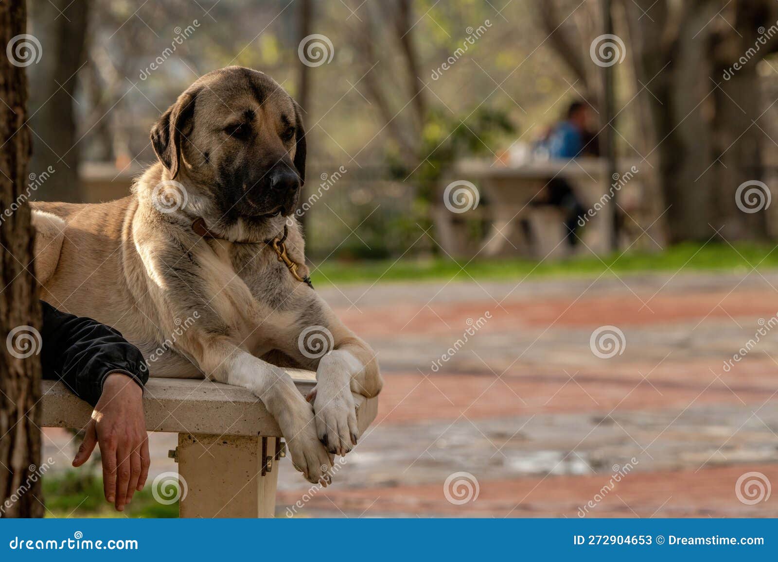 Large Dog Sitting in the Park with Its Owner. Big Dog Stock Image ...