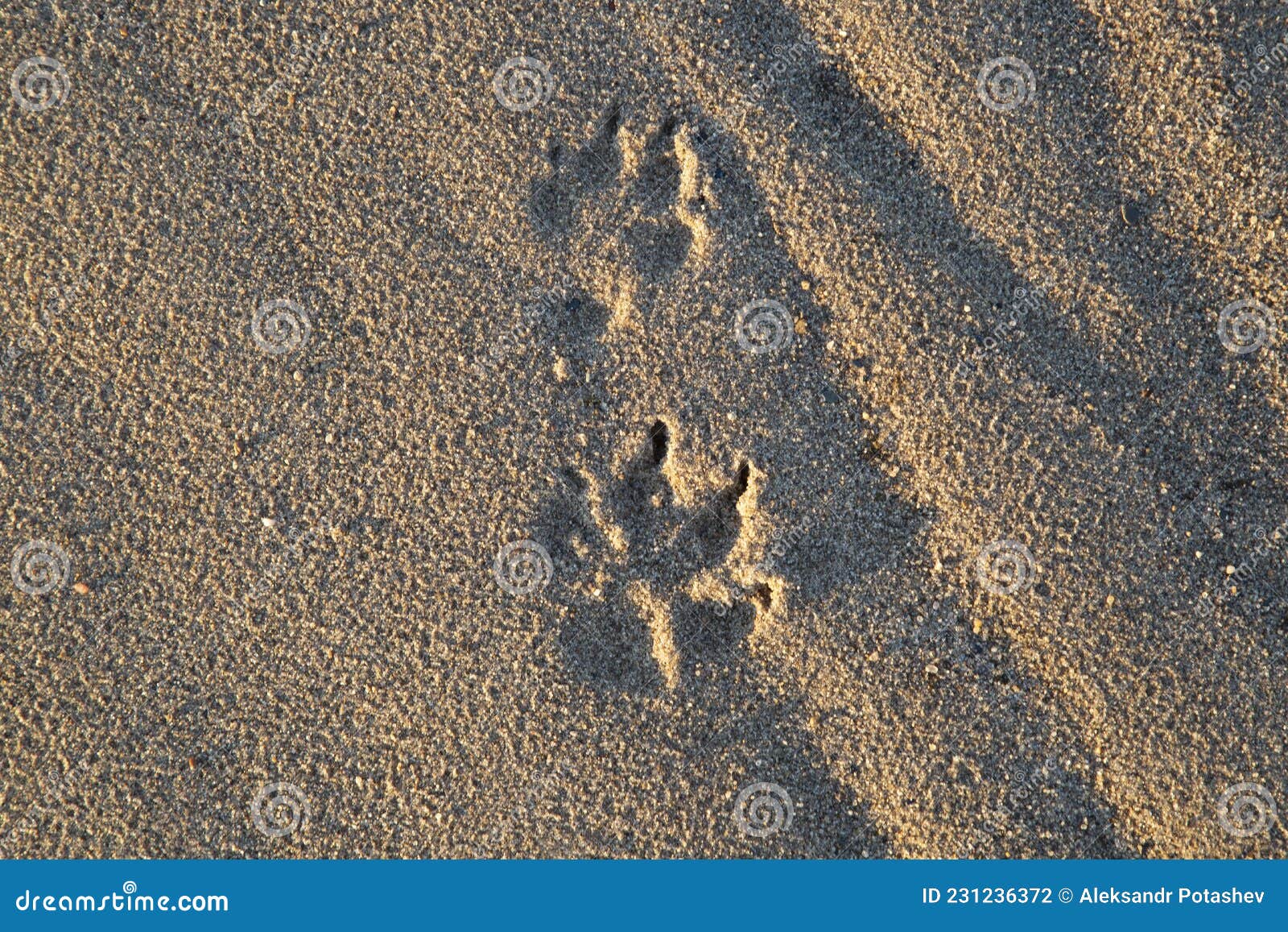 Large Dog Tracks in the Sand.the Dog is Walking on the Street Stock ...