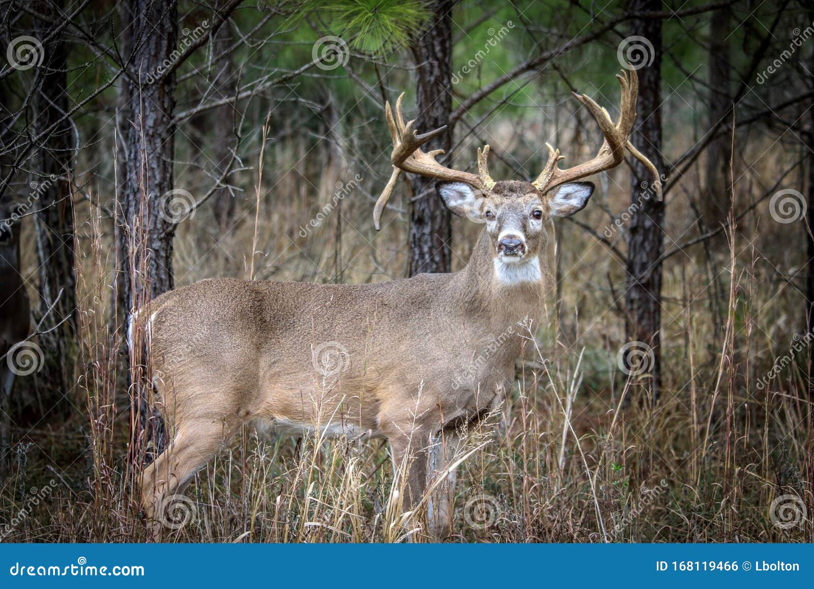 Large double drop buck stock photo. Image of facing - 168119466