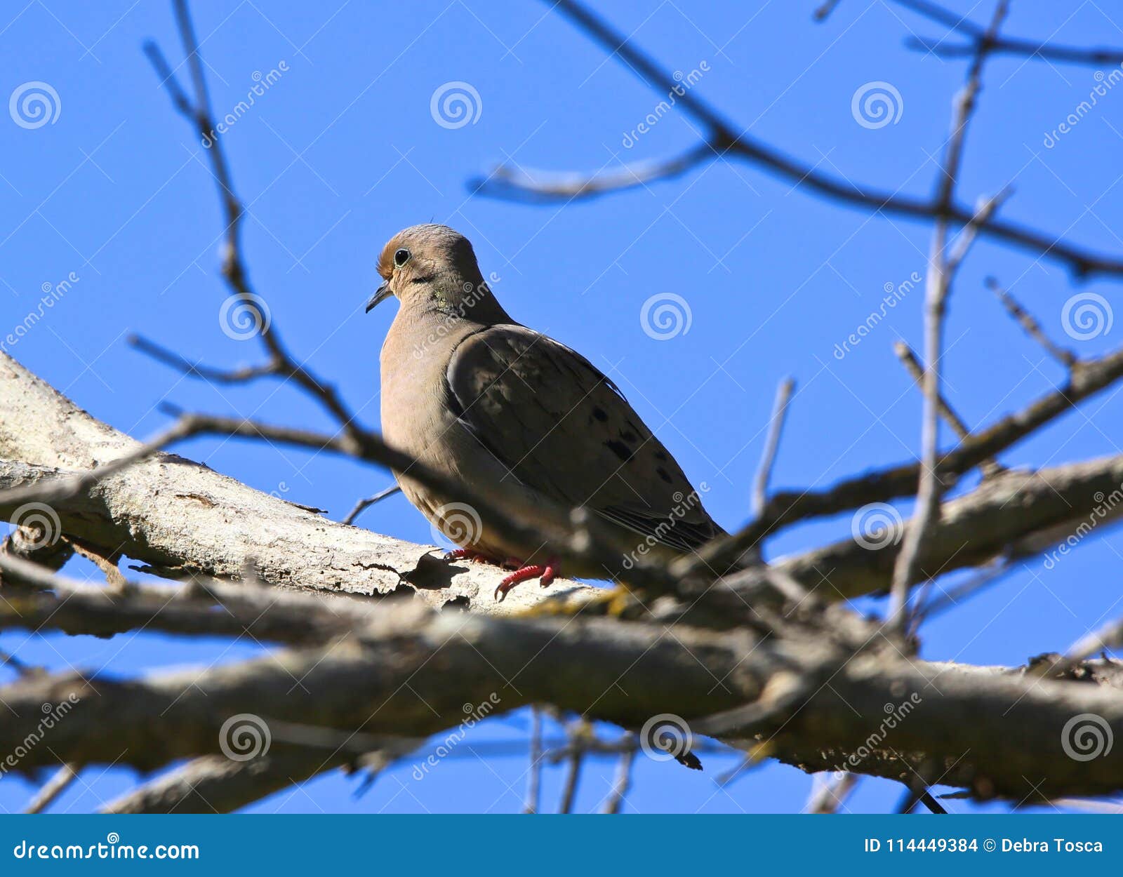 Dove bird stock photo. Image of tree, california, leafless - 114449384
