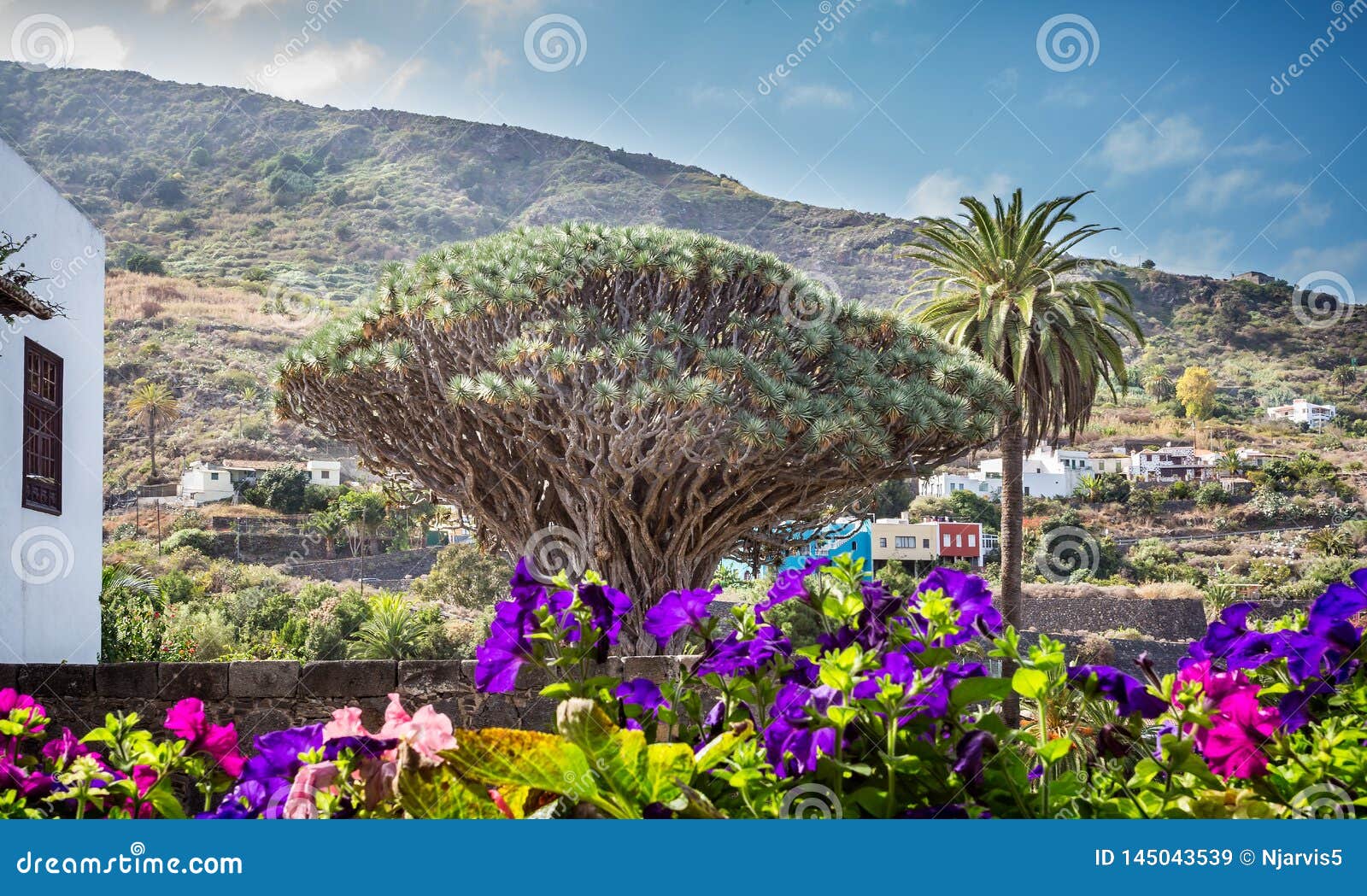 Large Dragon Tree in Icod, Tenerife, Spain Editorial Stock Image ...