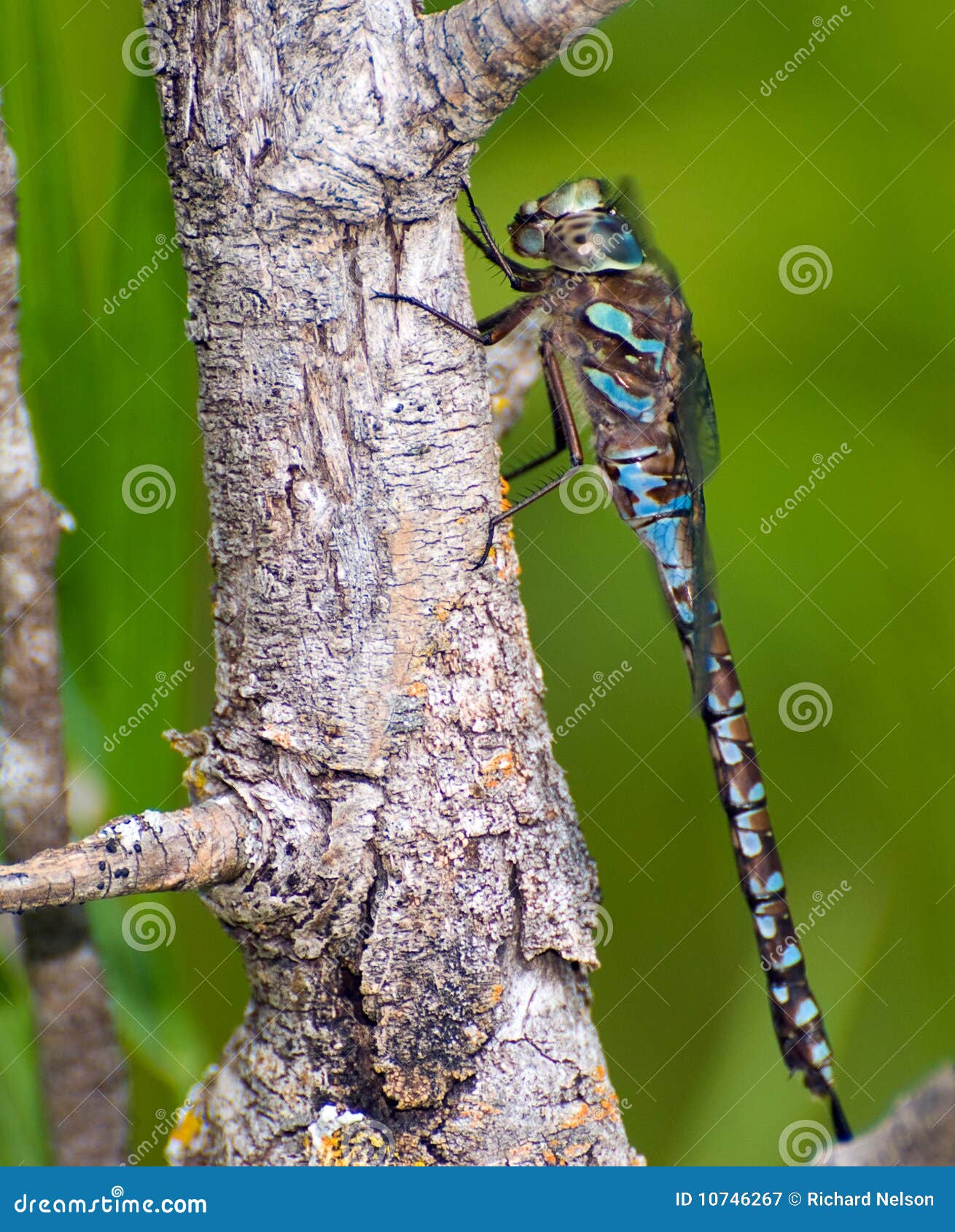 Large Dragonfly stock image. Image of wings, dragonfly - 10746267