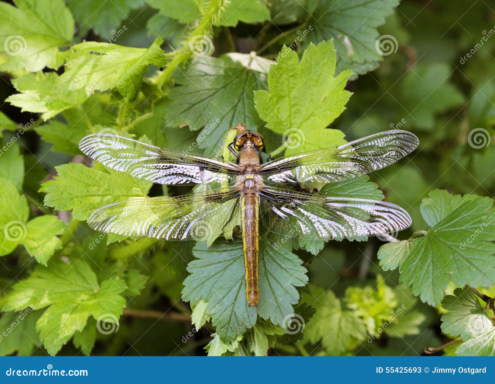Large Dragonfly stock image. Image of macro, insect, leaves - 55425693