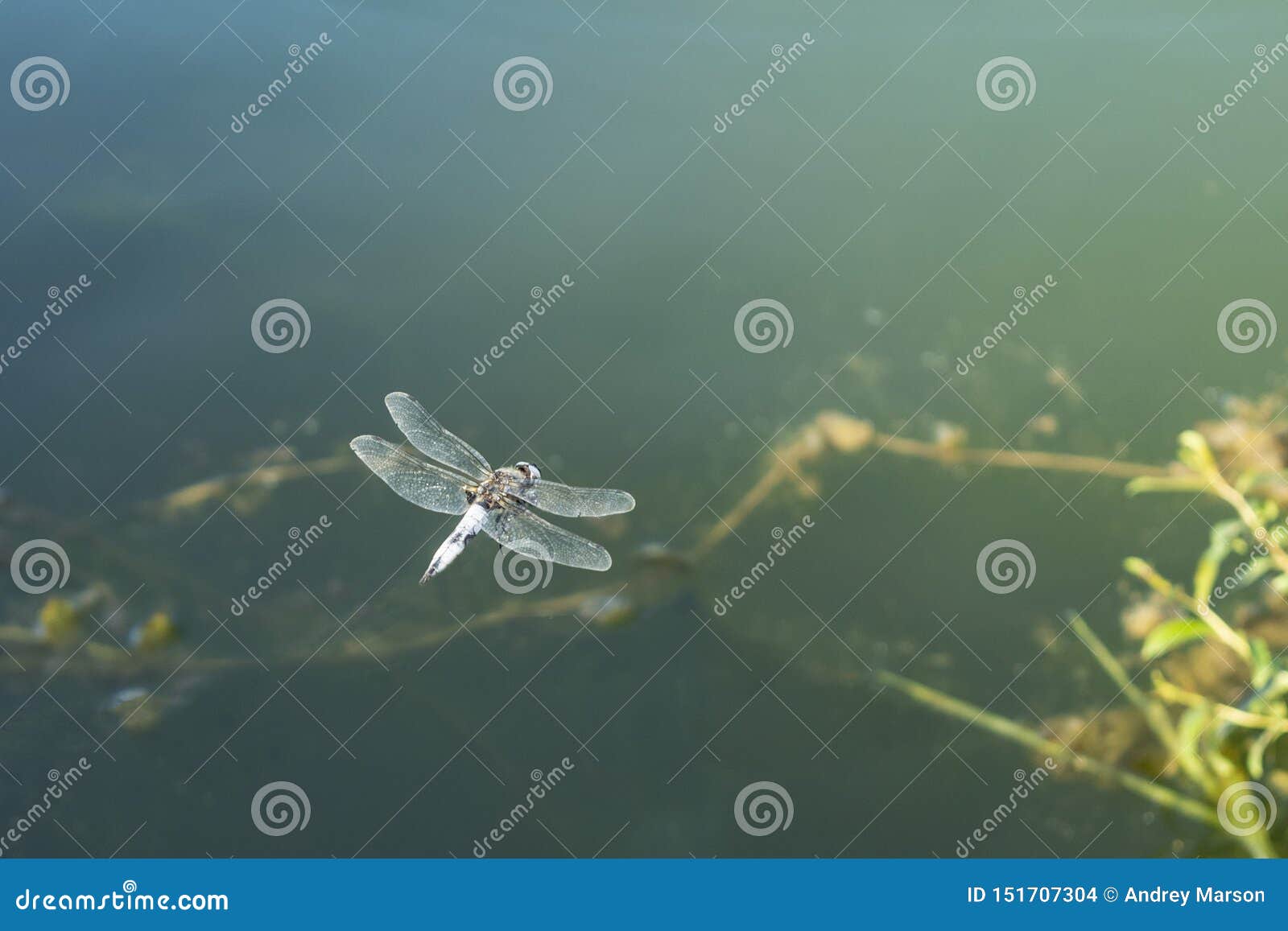 Large Dragonfly, Covered With Drops Of Dew, Sits On A Dry Stalk Stock ...