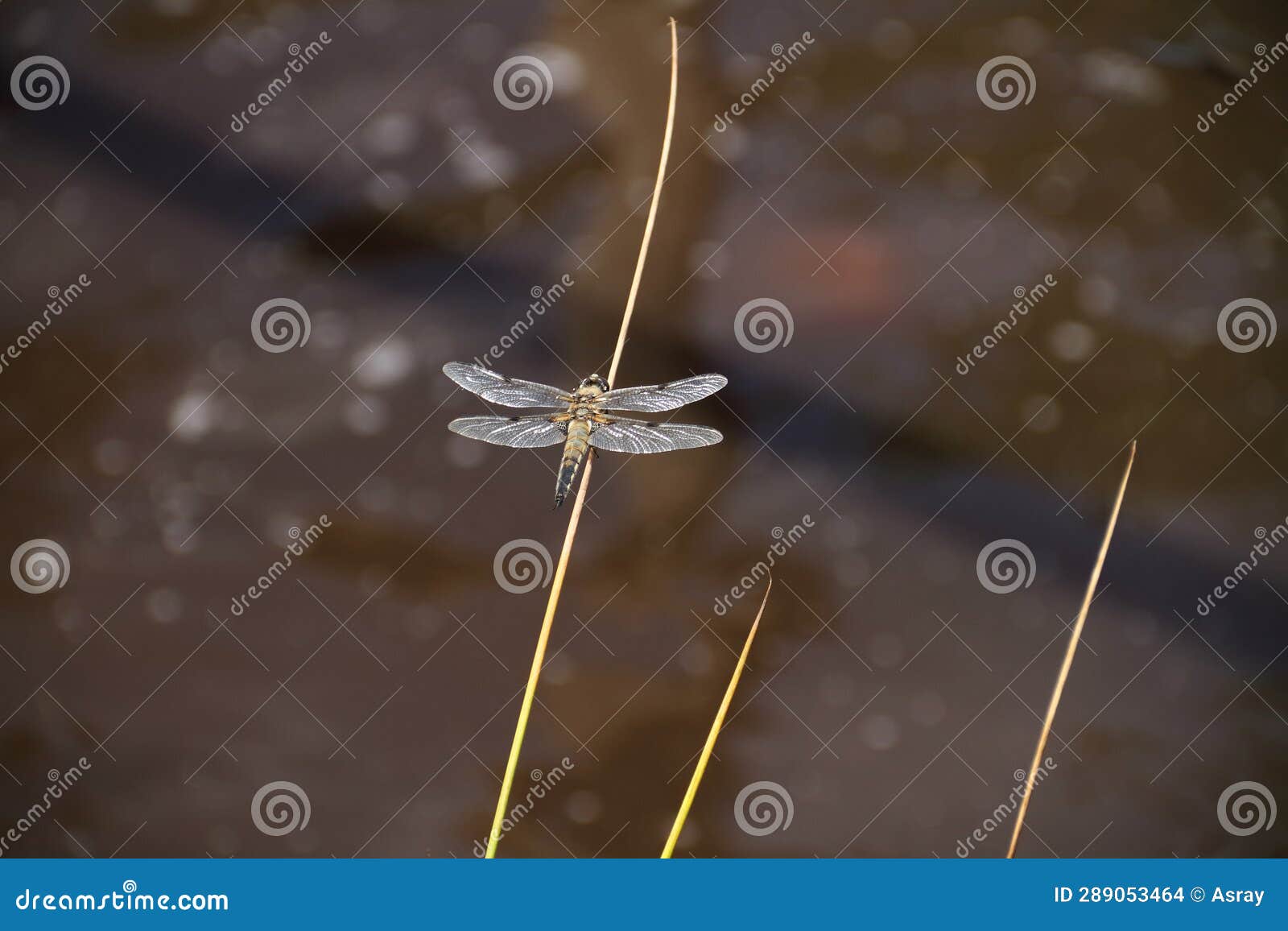 A blue arrow on a reed stock photo. Image of arrow, blue - 289053464