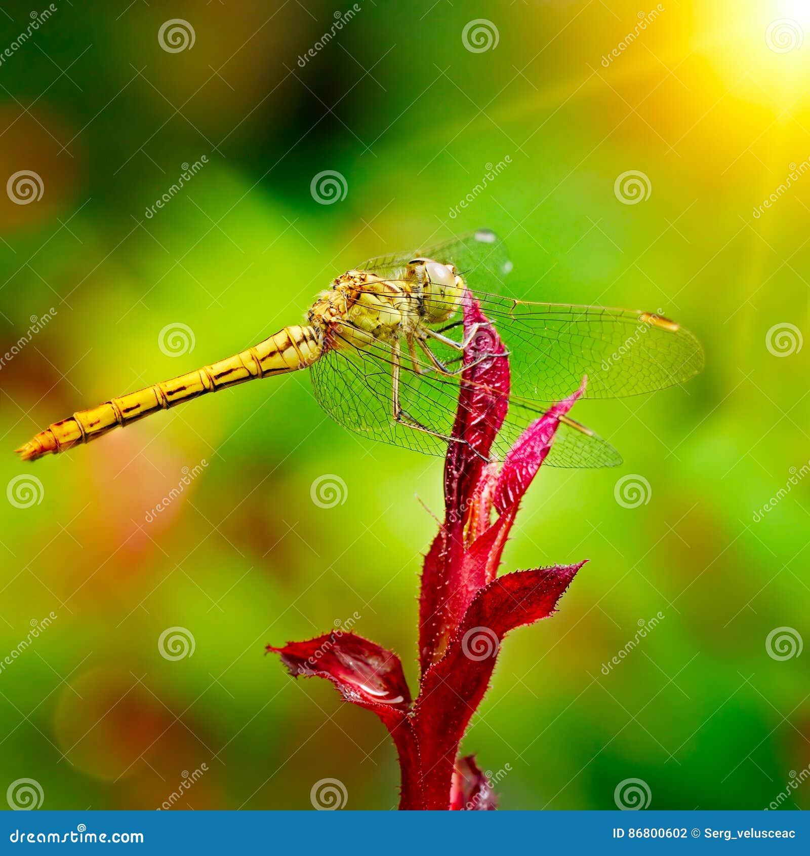 Large dragonfly stock photo. Image of details, closeup - 86800602