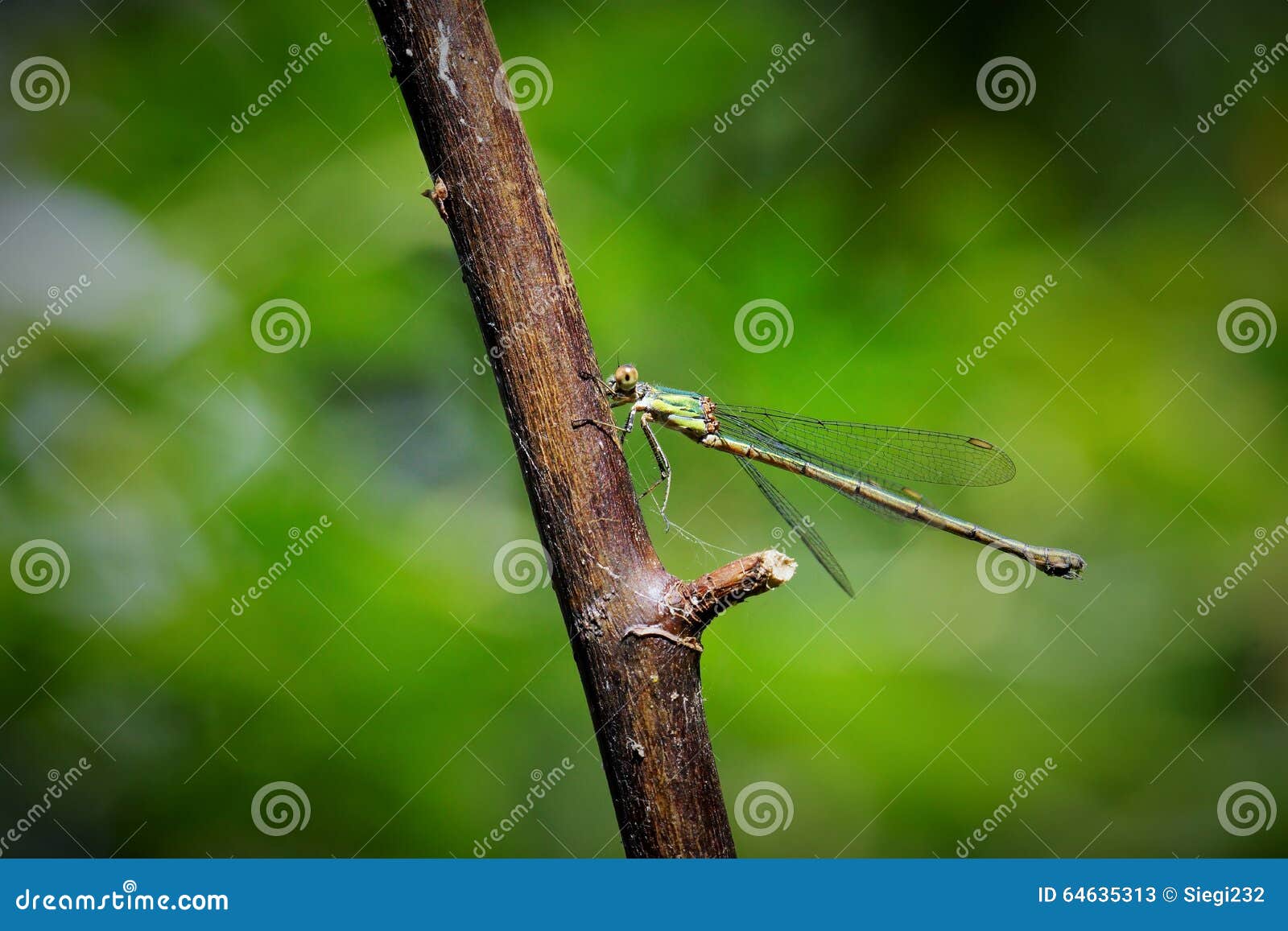 Large Dragonfly stock image. Image of black, animal, conservation ...