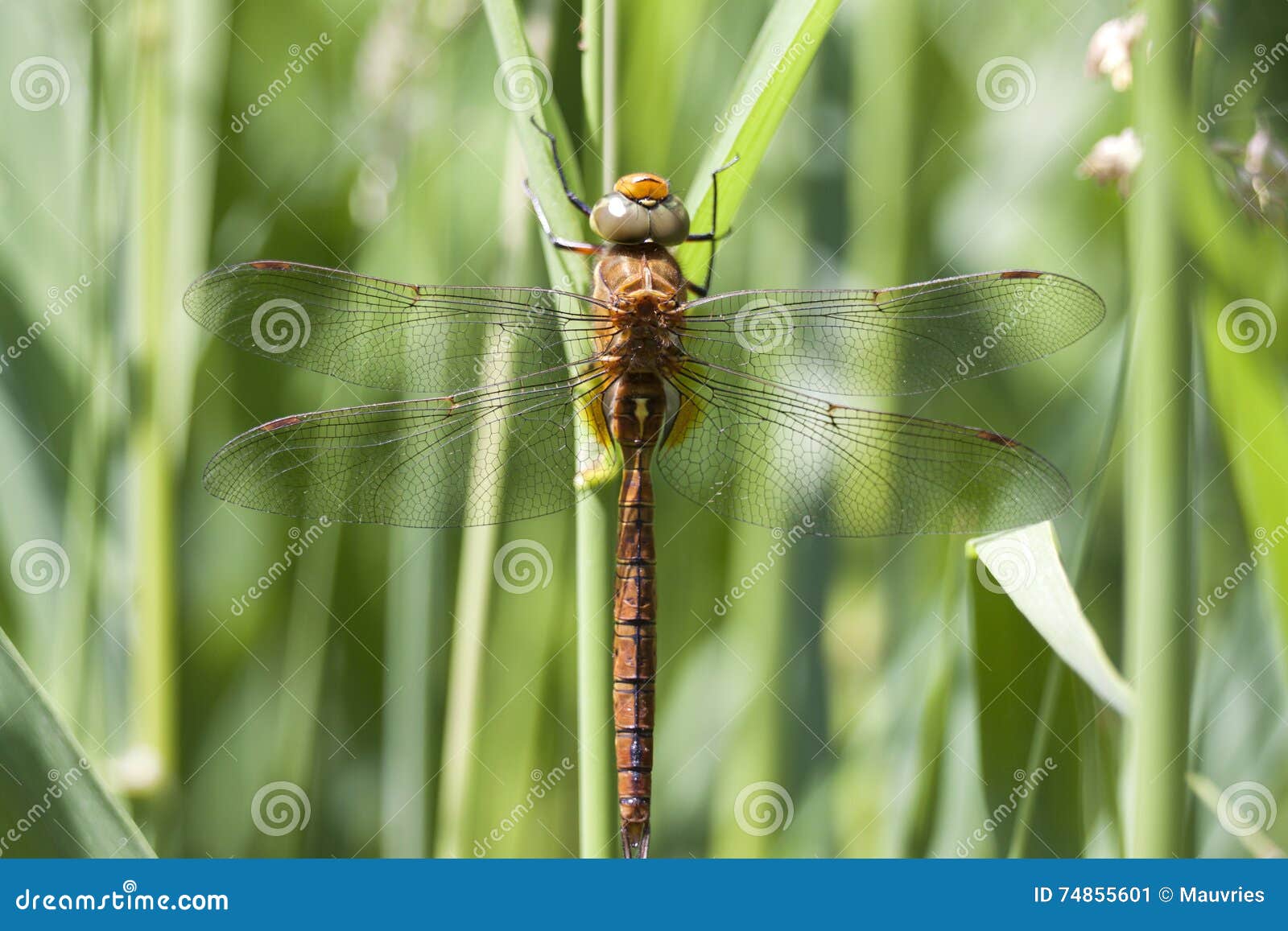 Large dragonfly on a reed stock image. Image of reed - 74855601