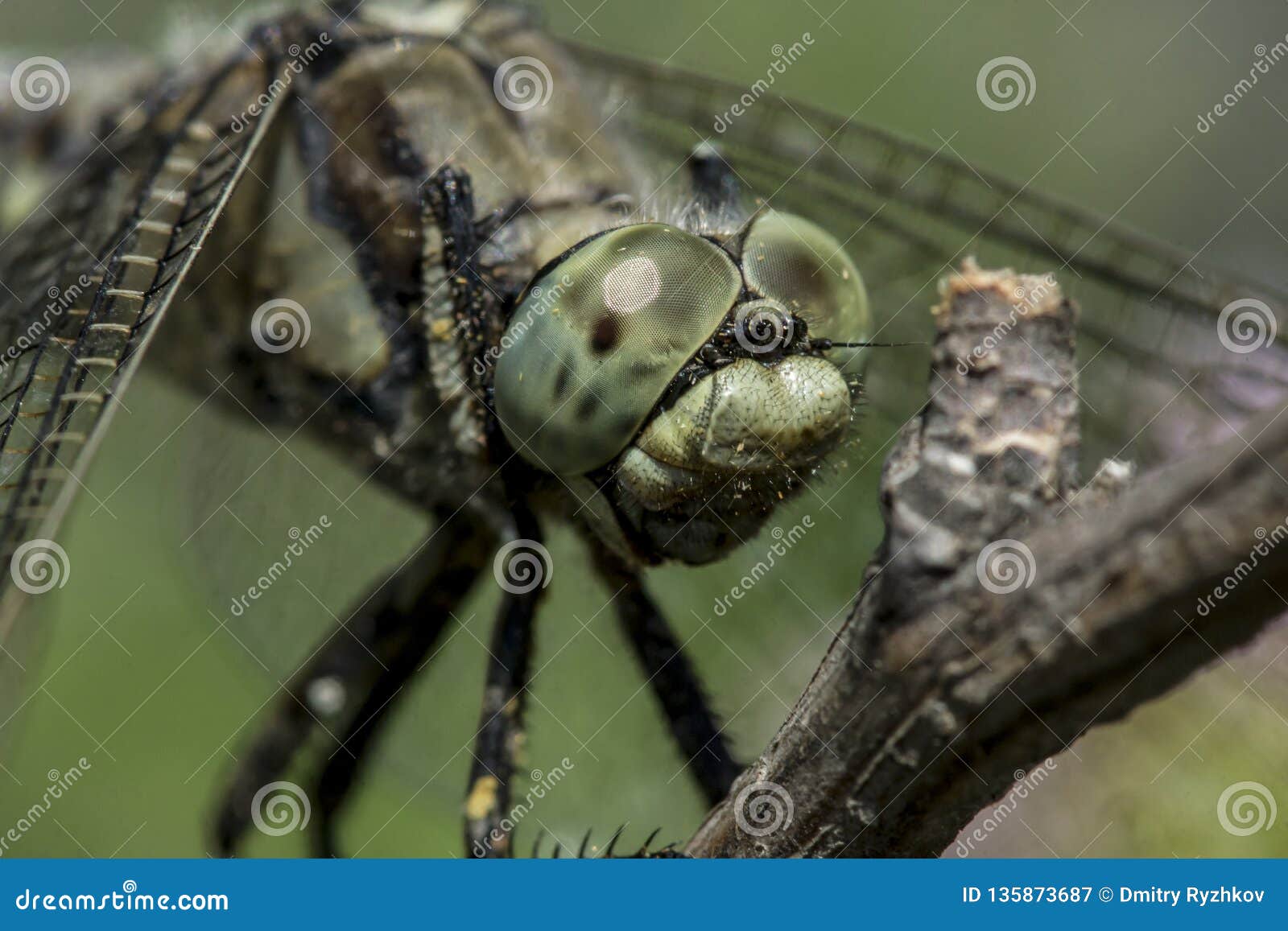 A Large Dragonfly Sits in Branch Stock Image - Image of little, europe ...