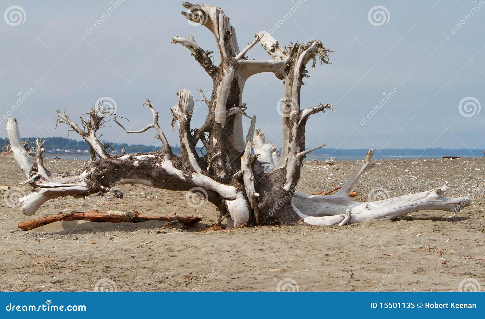 Large Driftwood tree stock image. Image of barren, drift - 15501135