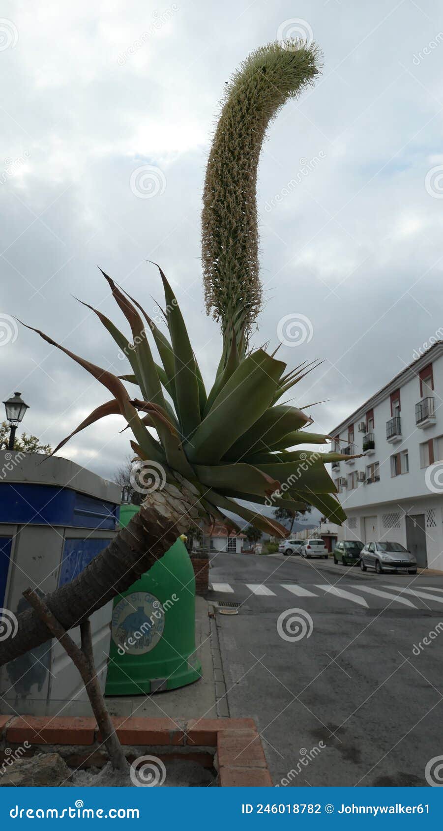Large Drooping Cactus Flower Editorial Photography - Image of tail ...