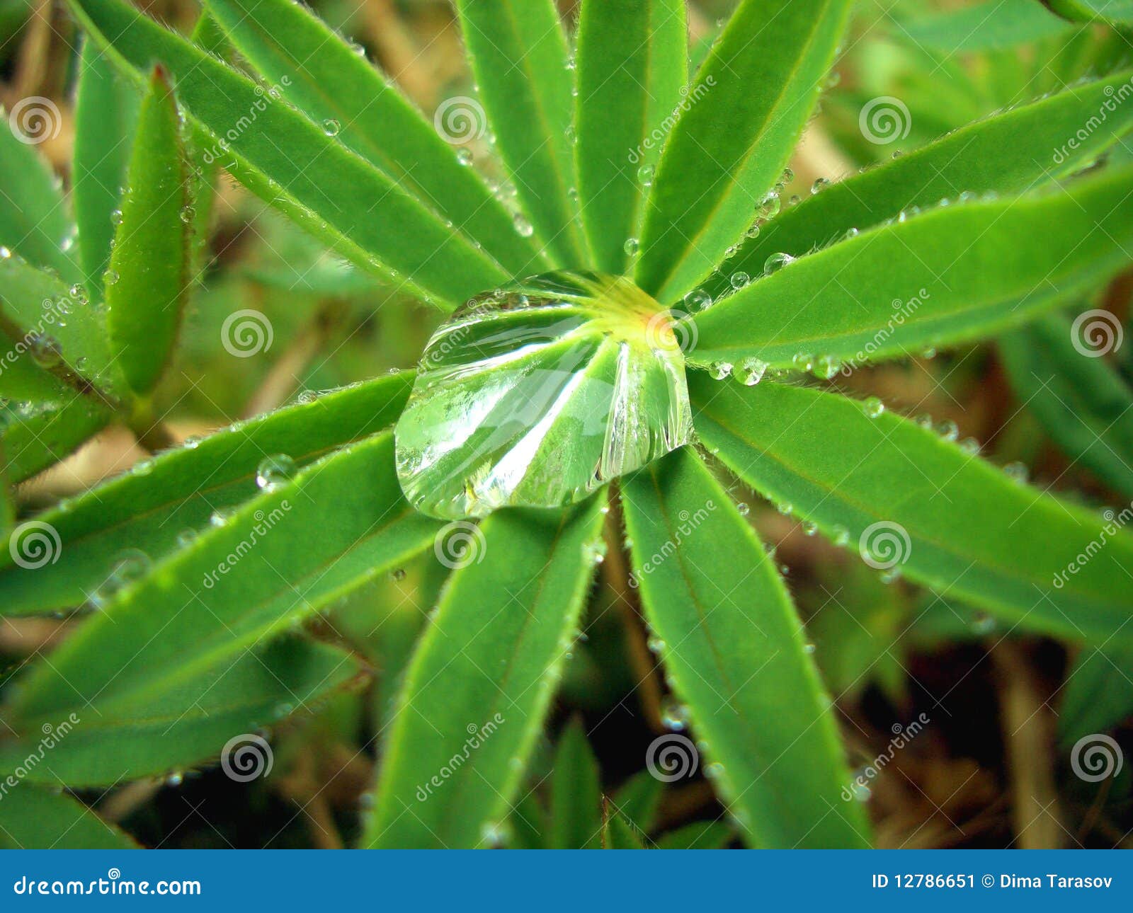Large drop stock image. Image of grow, ecological, environment - 12786651