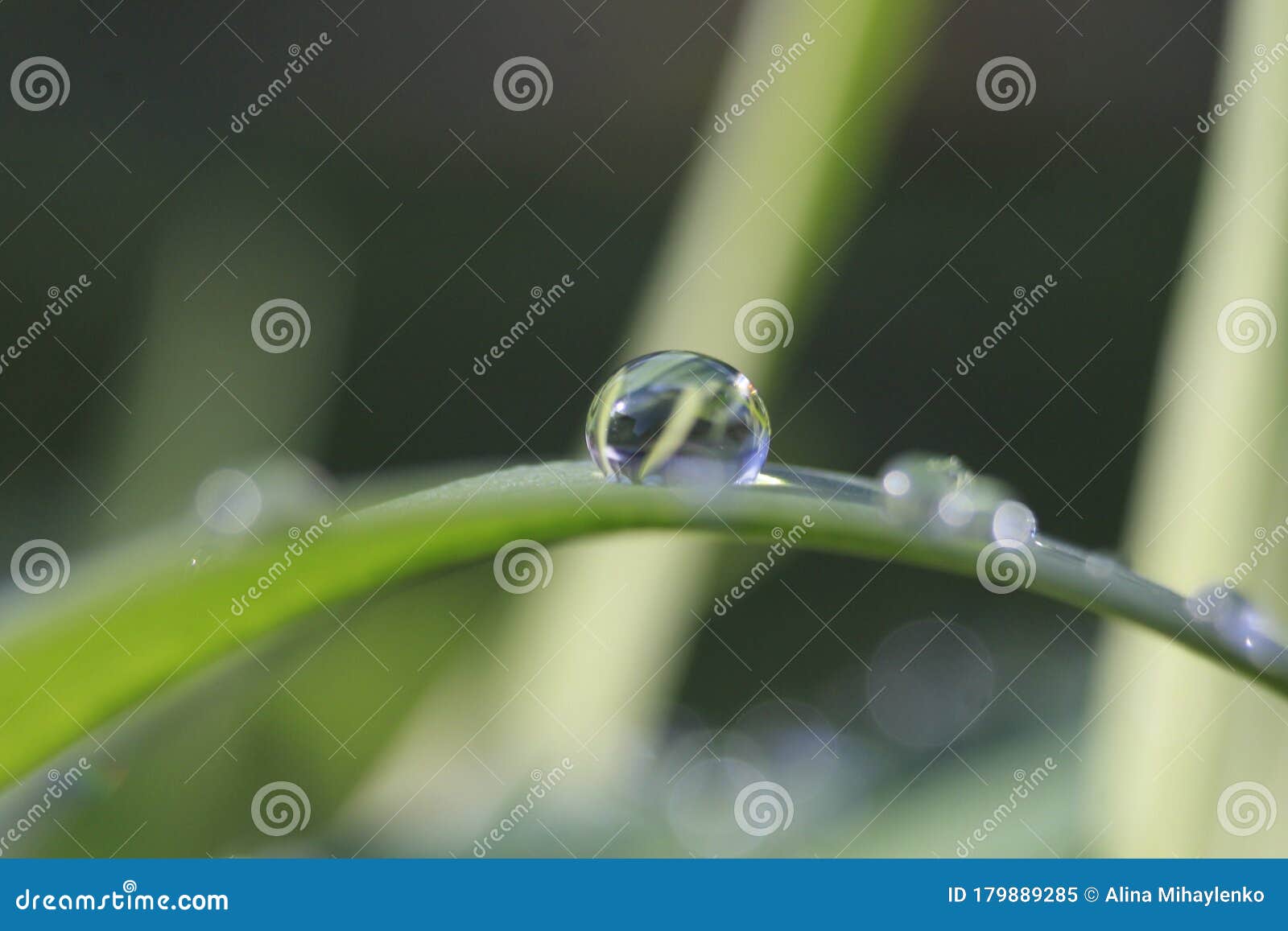 Drop of dew on a leaf stock image. Image of leaf, paints - 179889285