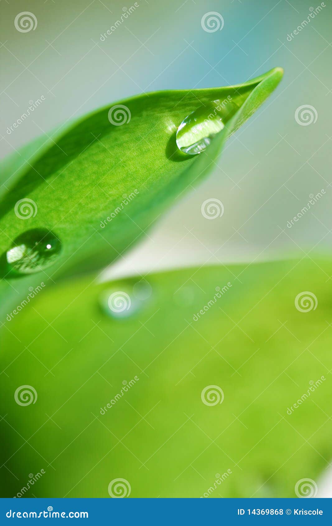 Large drop on sheet stock photo. Image of freshness, shining - 14369868