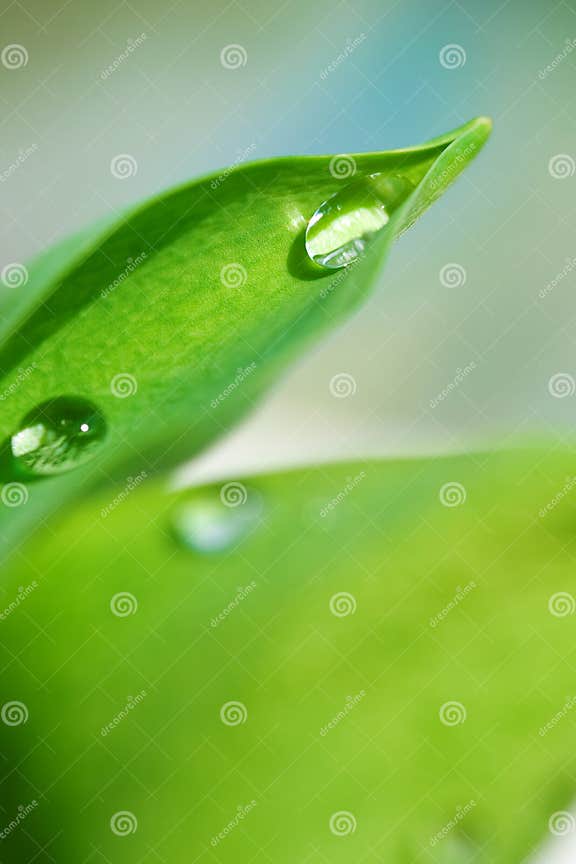 Large drop on sheet stock photo. Image of freshness, shining - 14369868