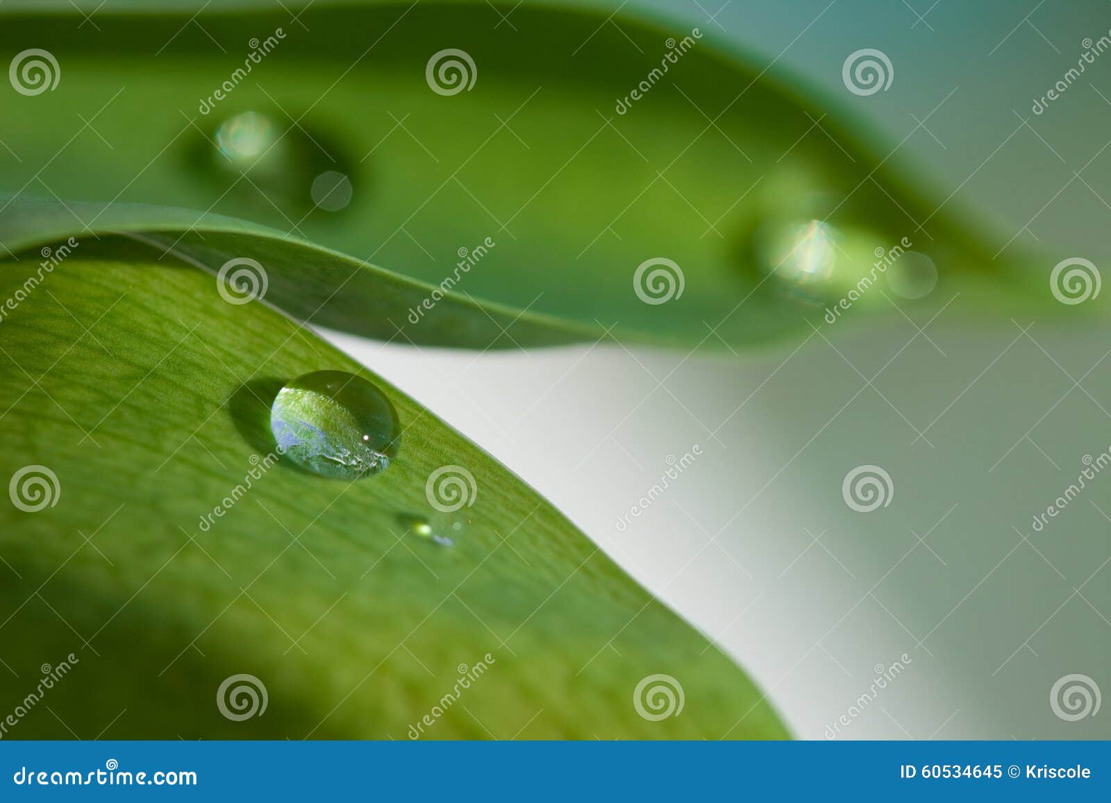 Large drop on sheet stock image. Image of garden, close - 60534645