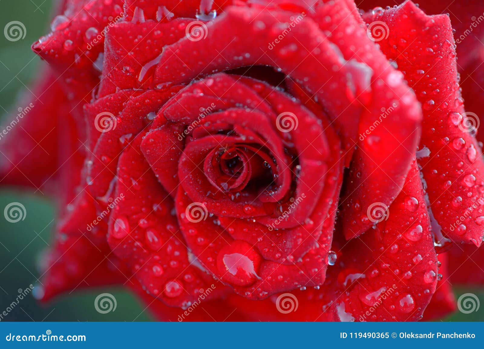 Large Drops of Dew on a Red Rose Flower Stock Image - Image of fresh ...