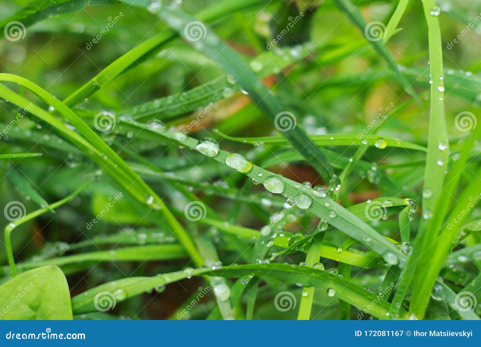 Raindrops on a Young Grass. Stock Image - Image of freshness, floral ...