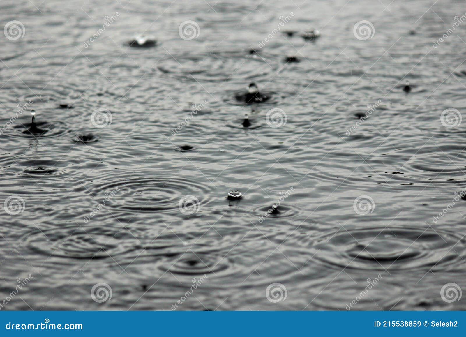 Large Drops of Rain Falling into Puddles. a Cloudy, Rainy Daylarge ...