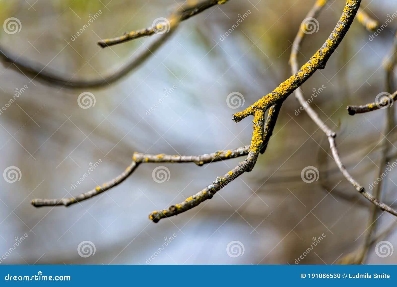 Branches of old tree stock photo. Image of branch, pattern - 191086530