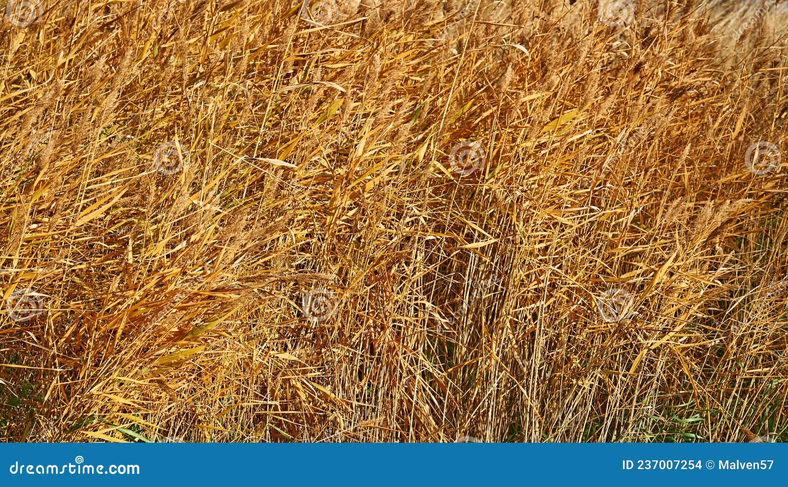 Large Dry Grass for an Attractive Natural Background Stock Photo ...