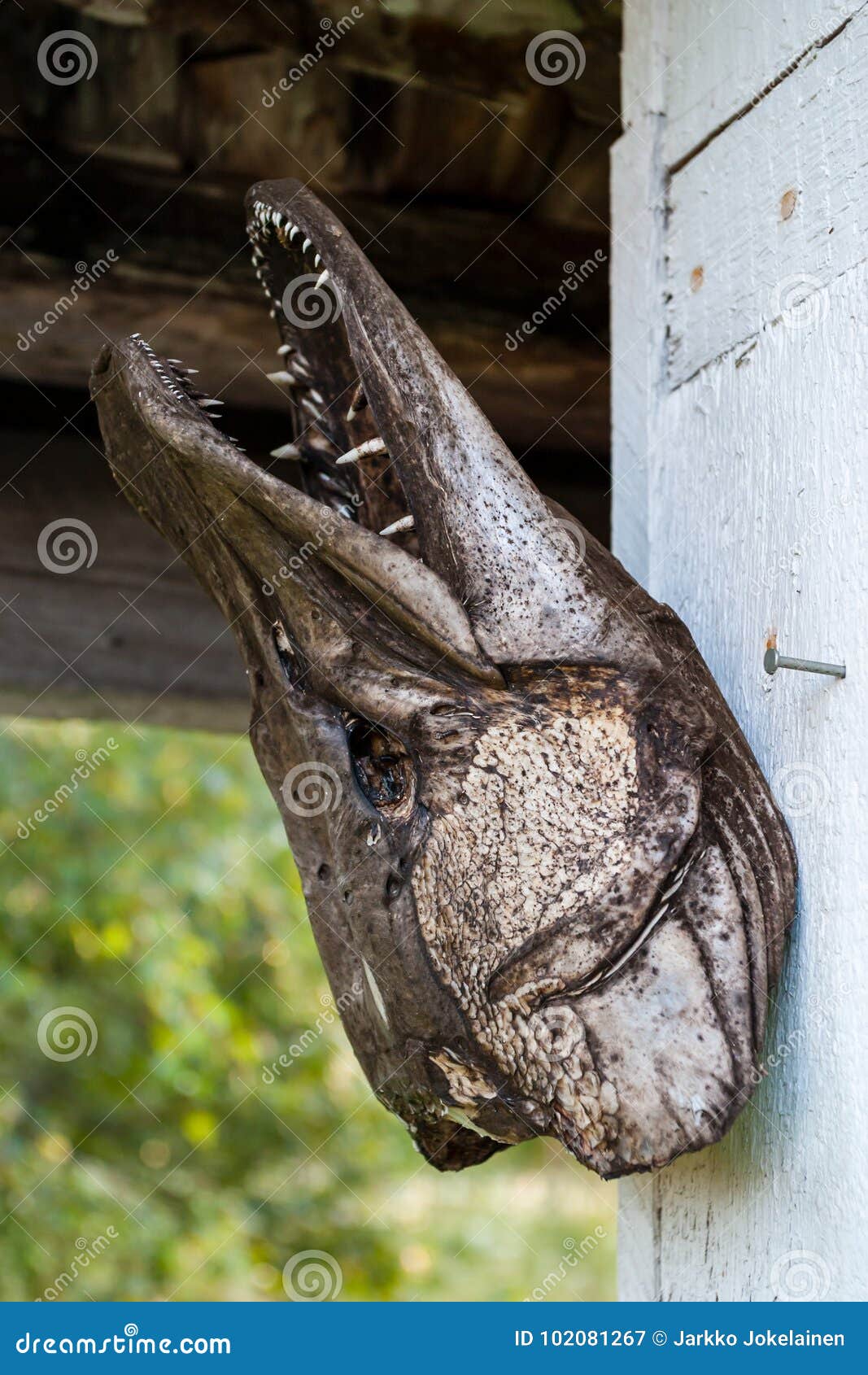Pike head on a wall stock image. Image of large, nail - 102081267