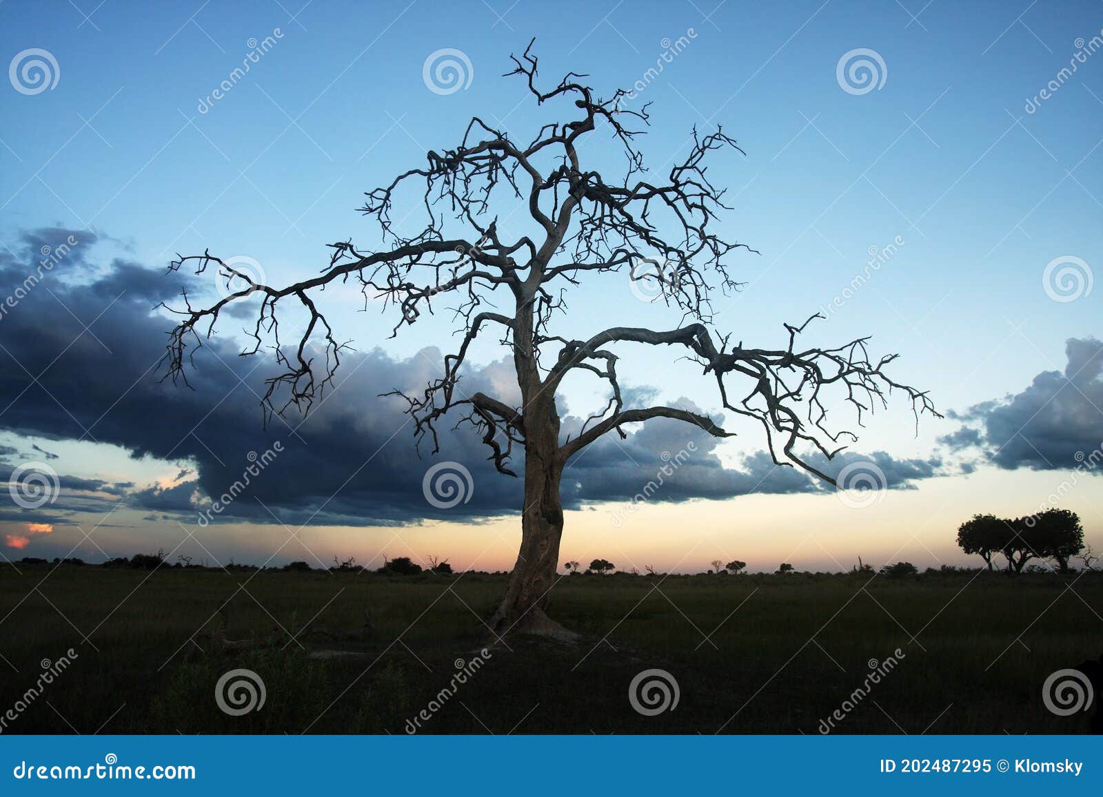 A Large Dry Tree at Dusk is a Landmark of the African Landscape. a ...
