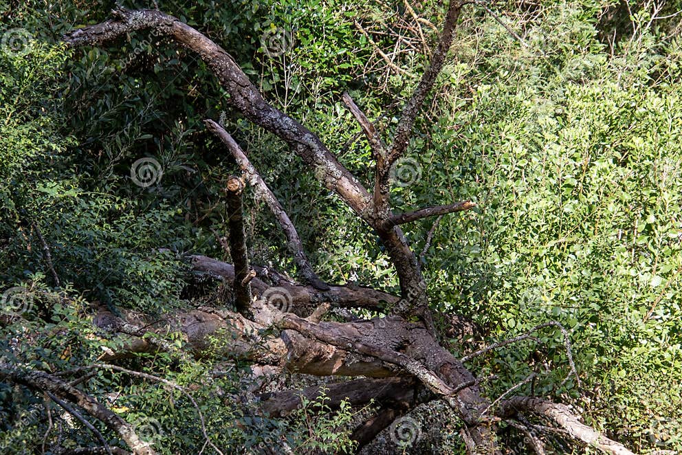 A Giant Tree Fallen Over in the Forest Stock Image - Image of scenario ...