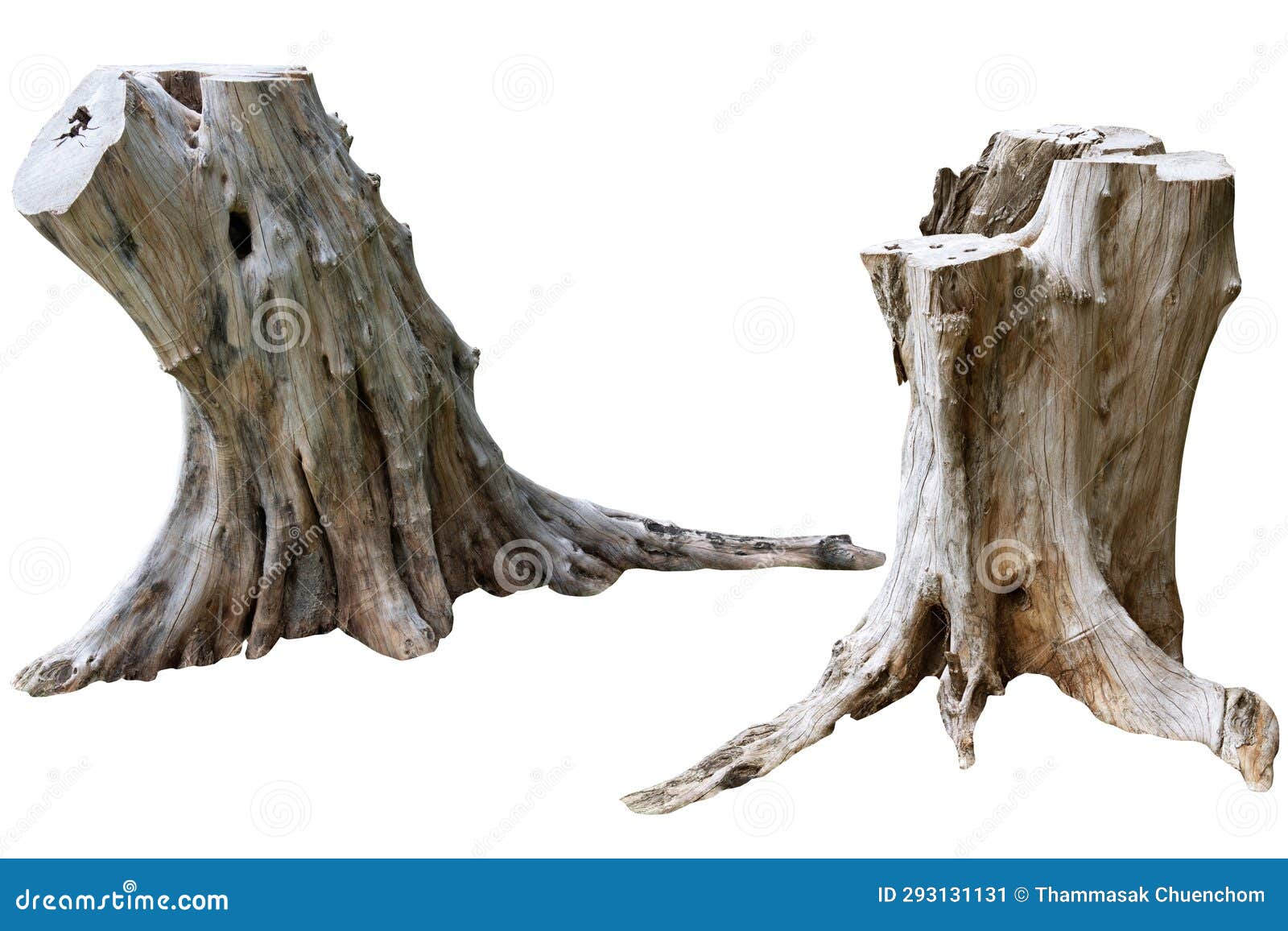 Large Dry Tree Stump on White Stock Image - Image of conservation ...