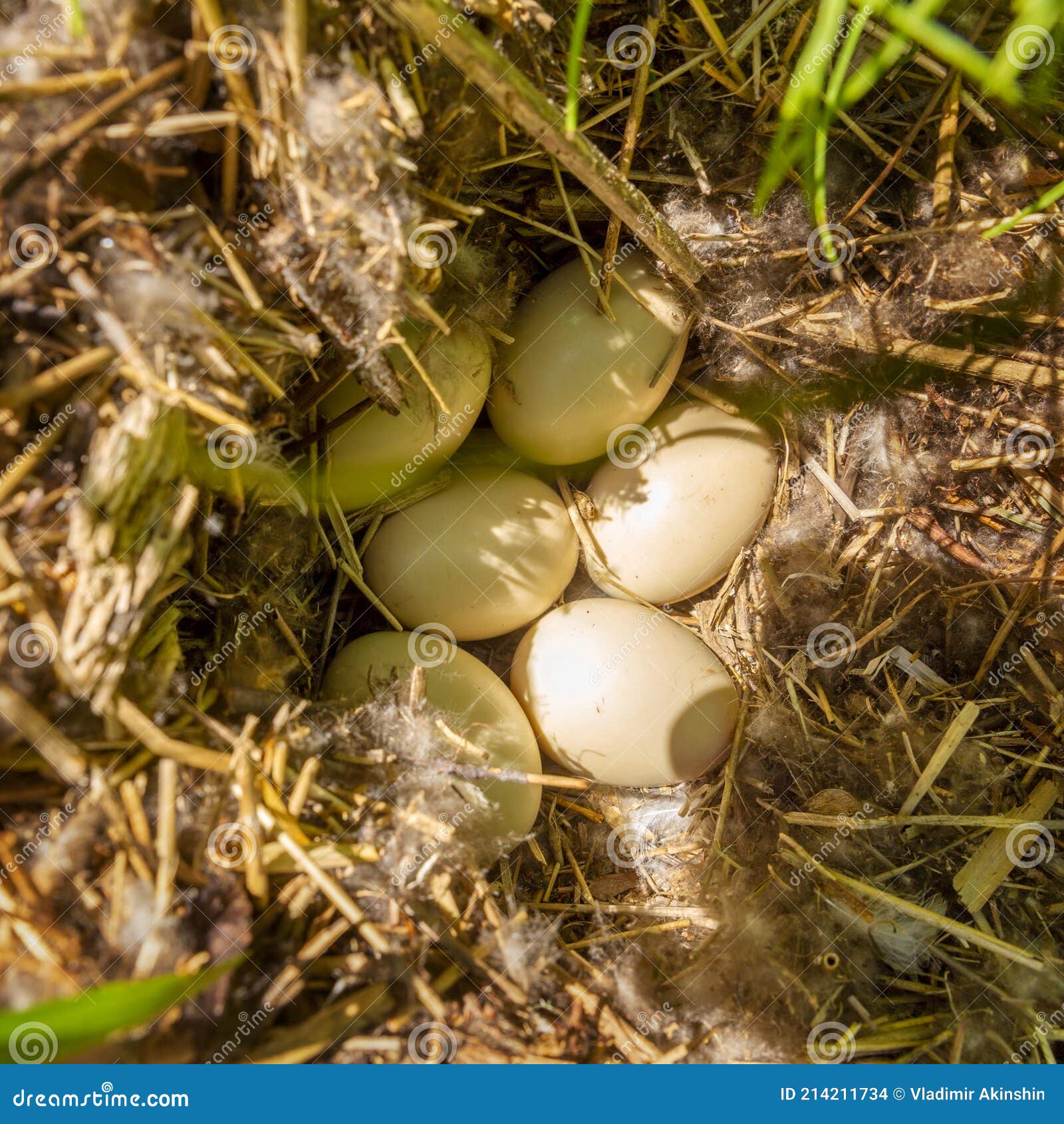 Large Duck Eggs Lying in the Nest Stock Photo - Image of brood, mallard ...
