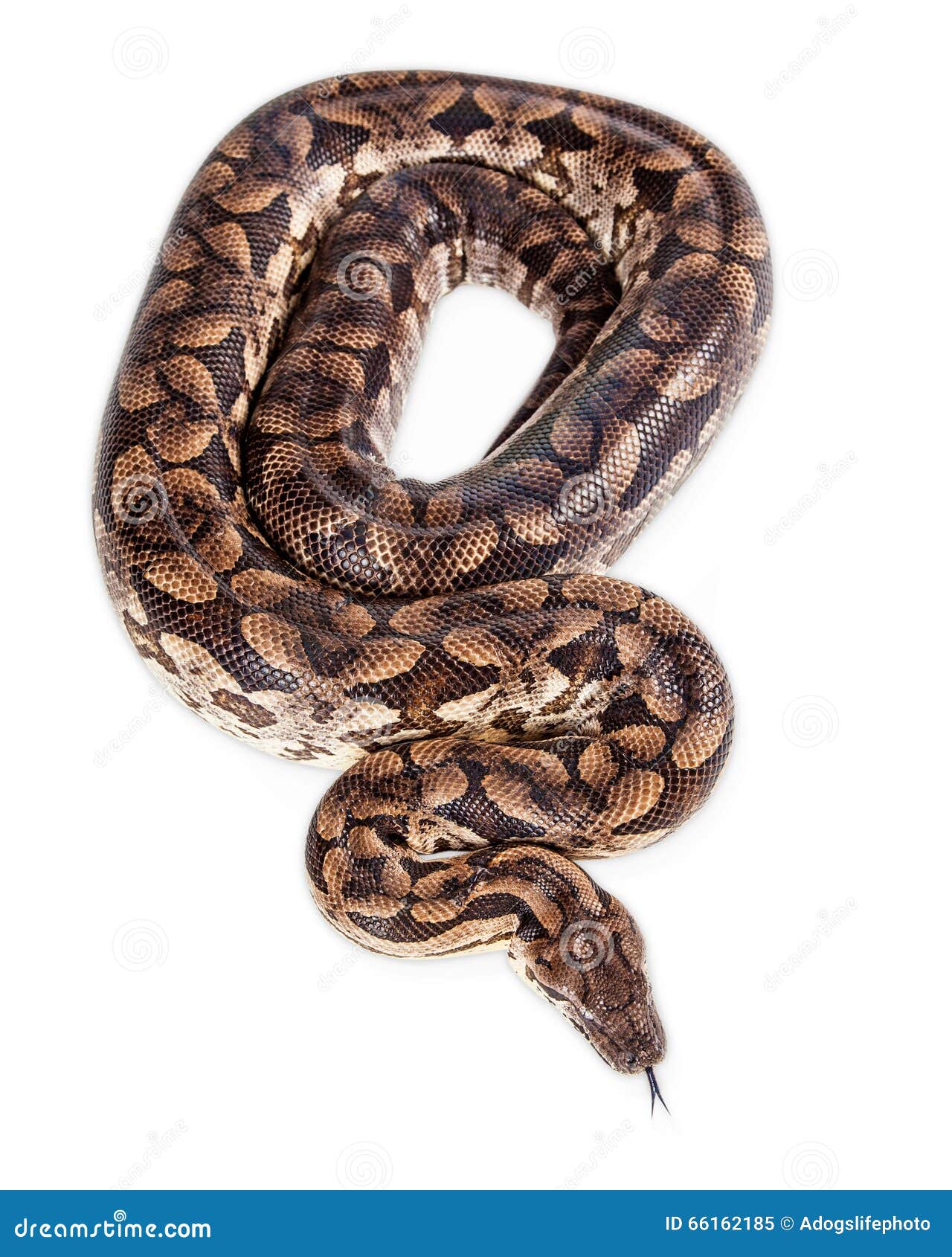 Large Dumeril S Boa Snake - Overhead View Stock Image - Image of nature ...
