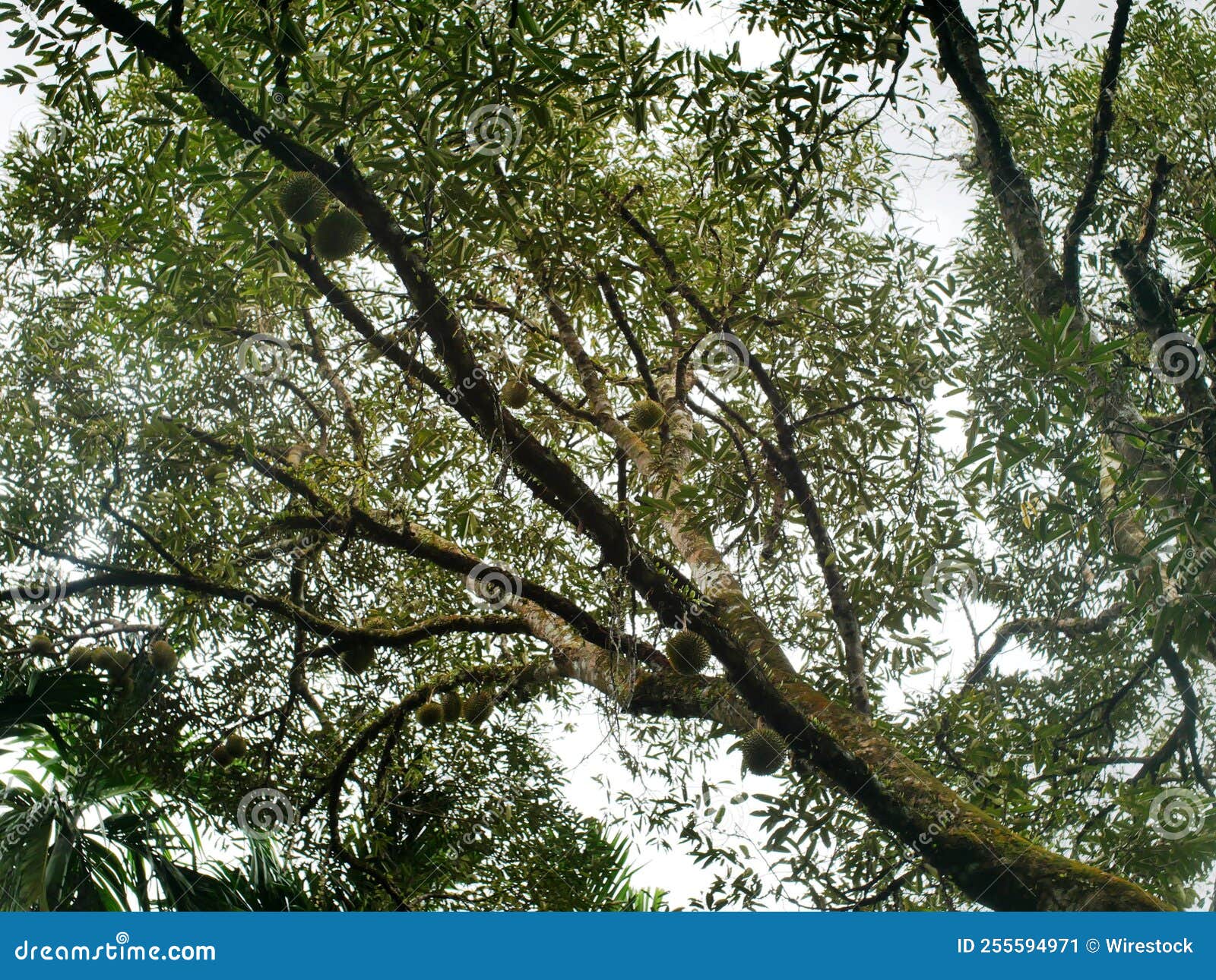 Large Durian Fruit Tree in the Forest Stock Image - Image of ...