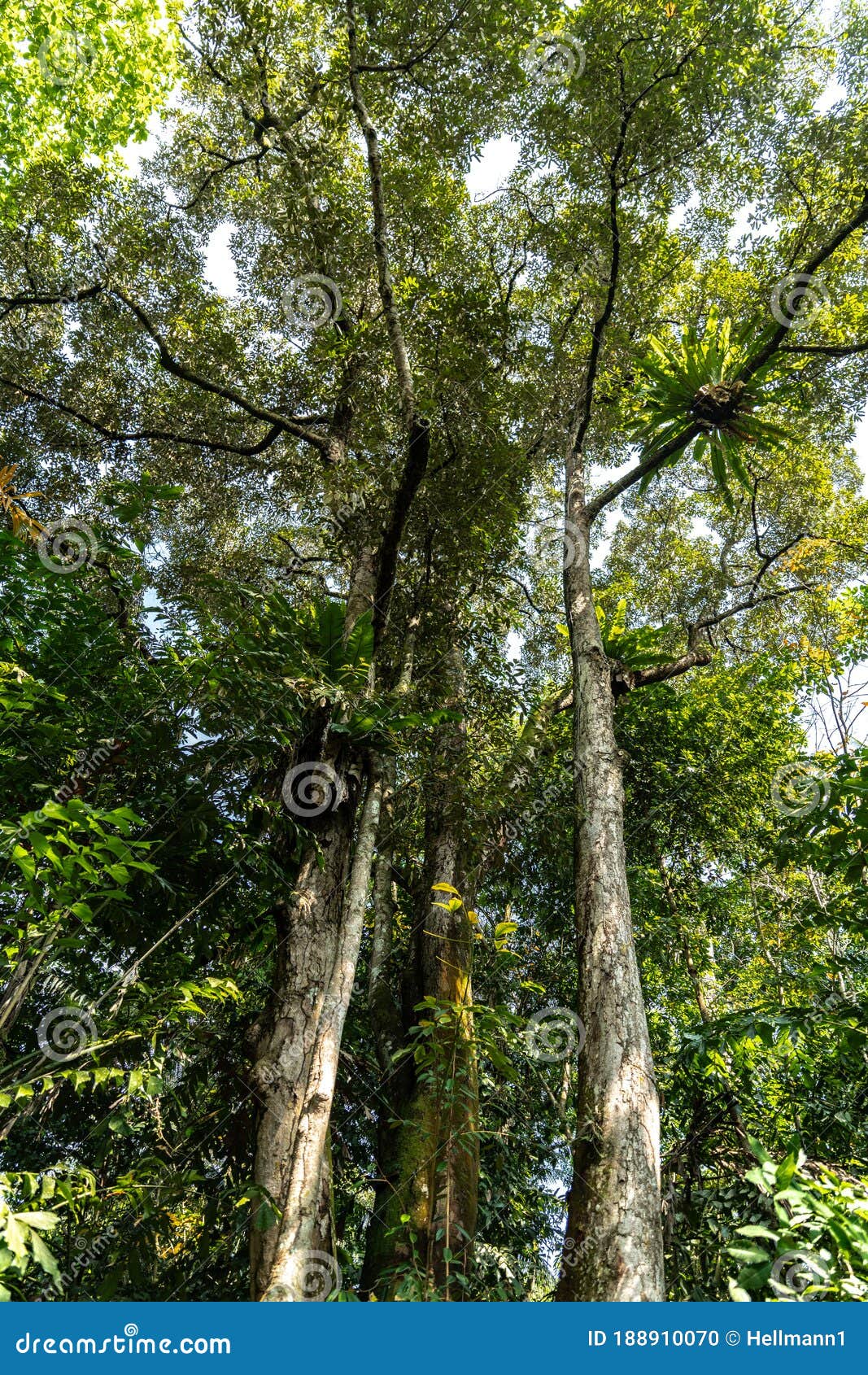 Durian Tree stock photo. Image of plant, autumn, blue - 188910070