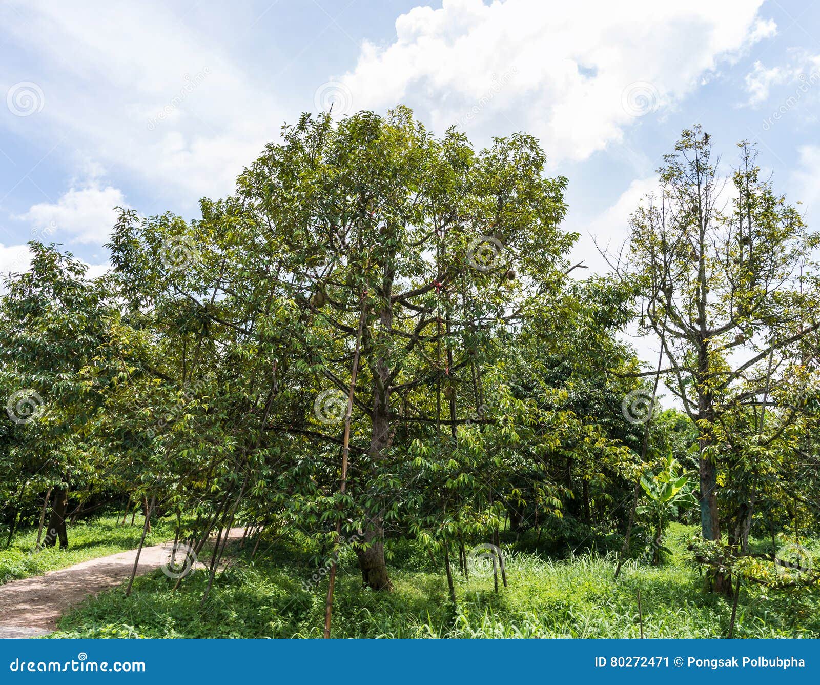 Large Durian Tree with Wooden Strut. Stock Image - Image of ripe, asia ...